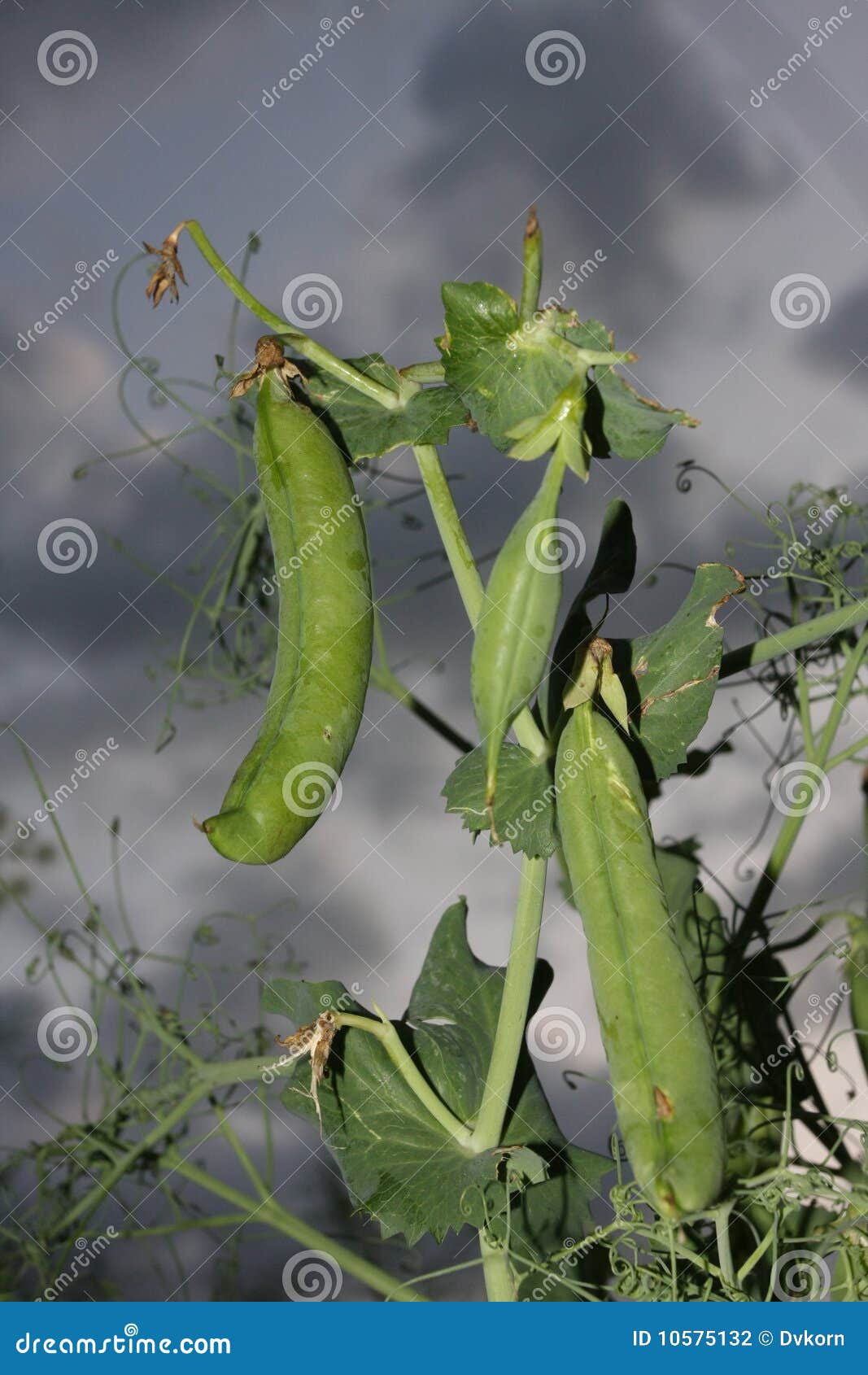 Peas bush stock photo. Image of crop, green, fruits, peas - 10575132