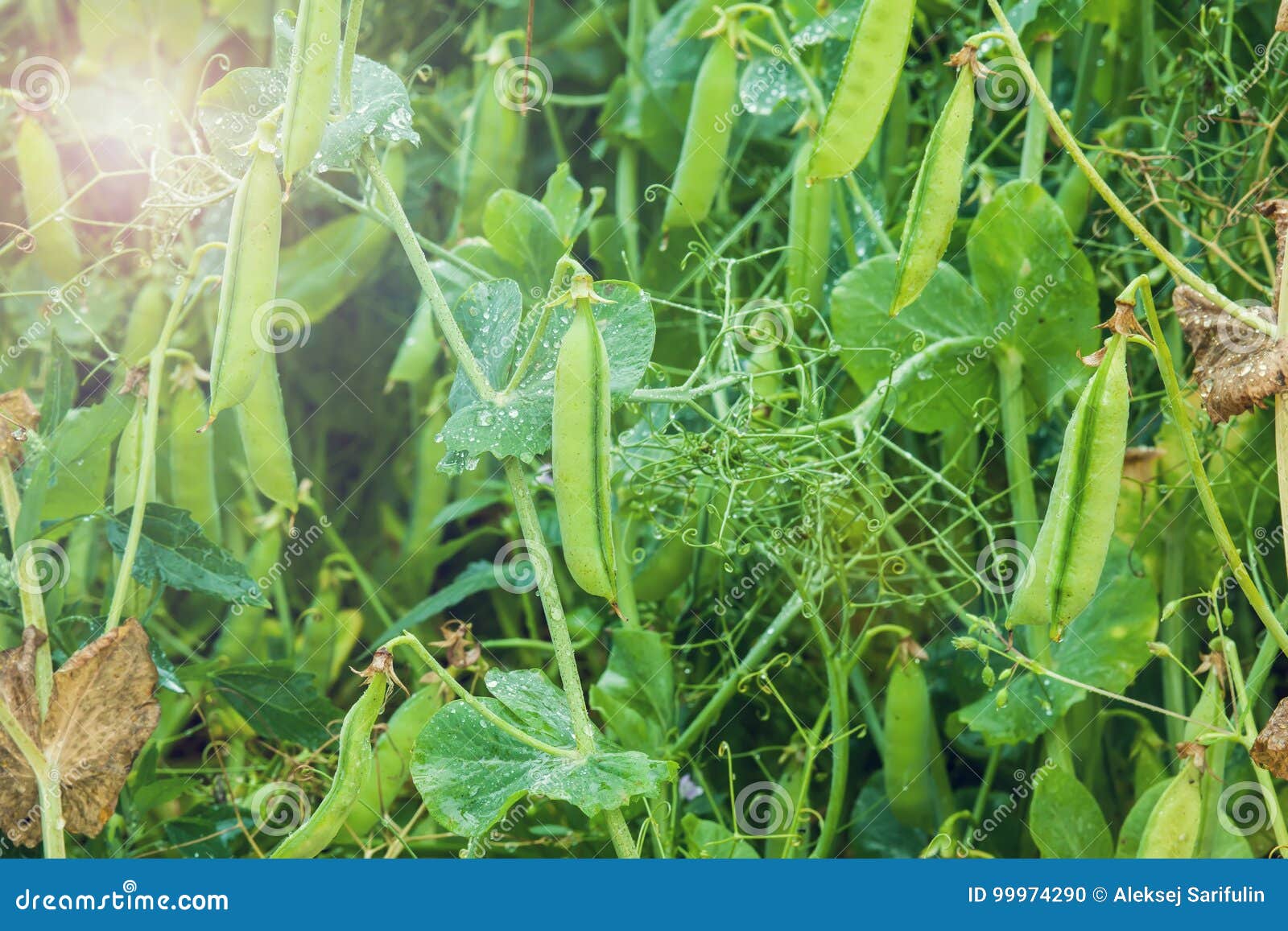 Peas at the field stock photo. Image of grow, agriculture - 99974290