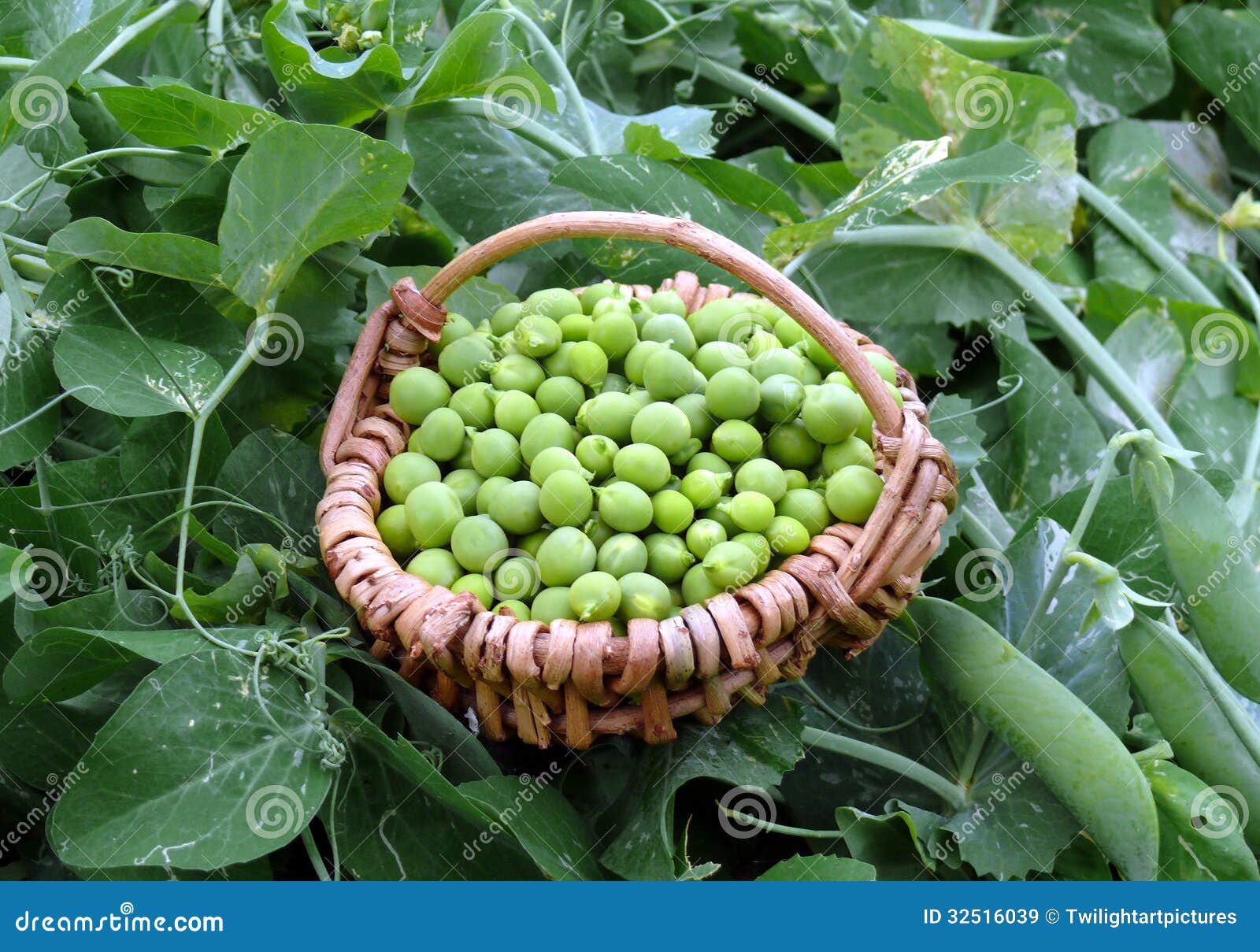 Peas stock image. Image of round, peas, shrub, basket - 32516039