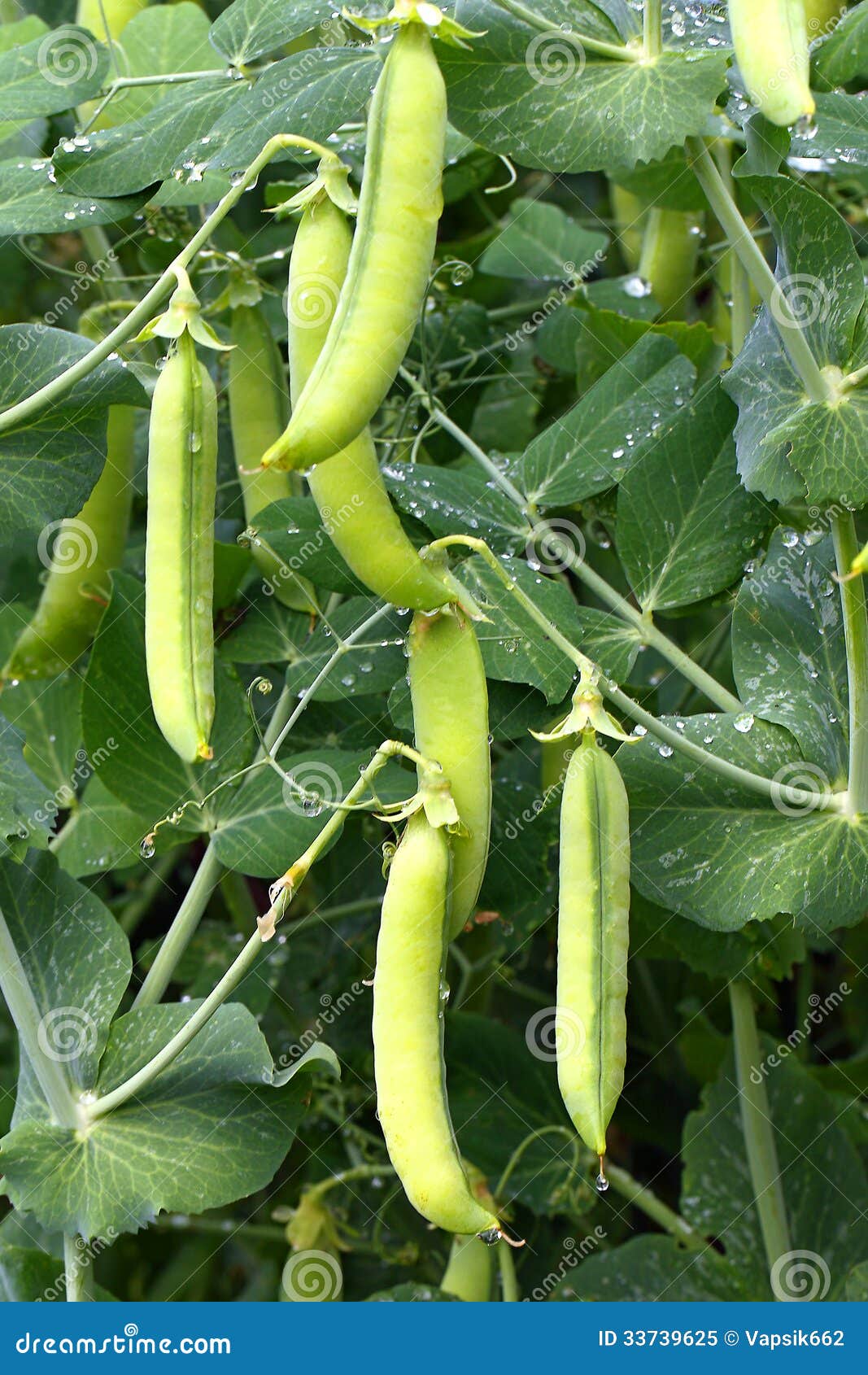Peas in garden stock image. Image of green, crop, garden - 33739625