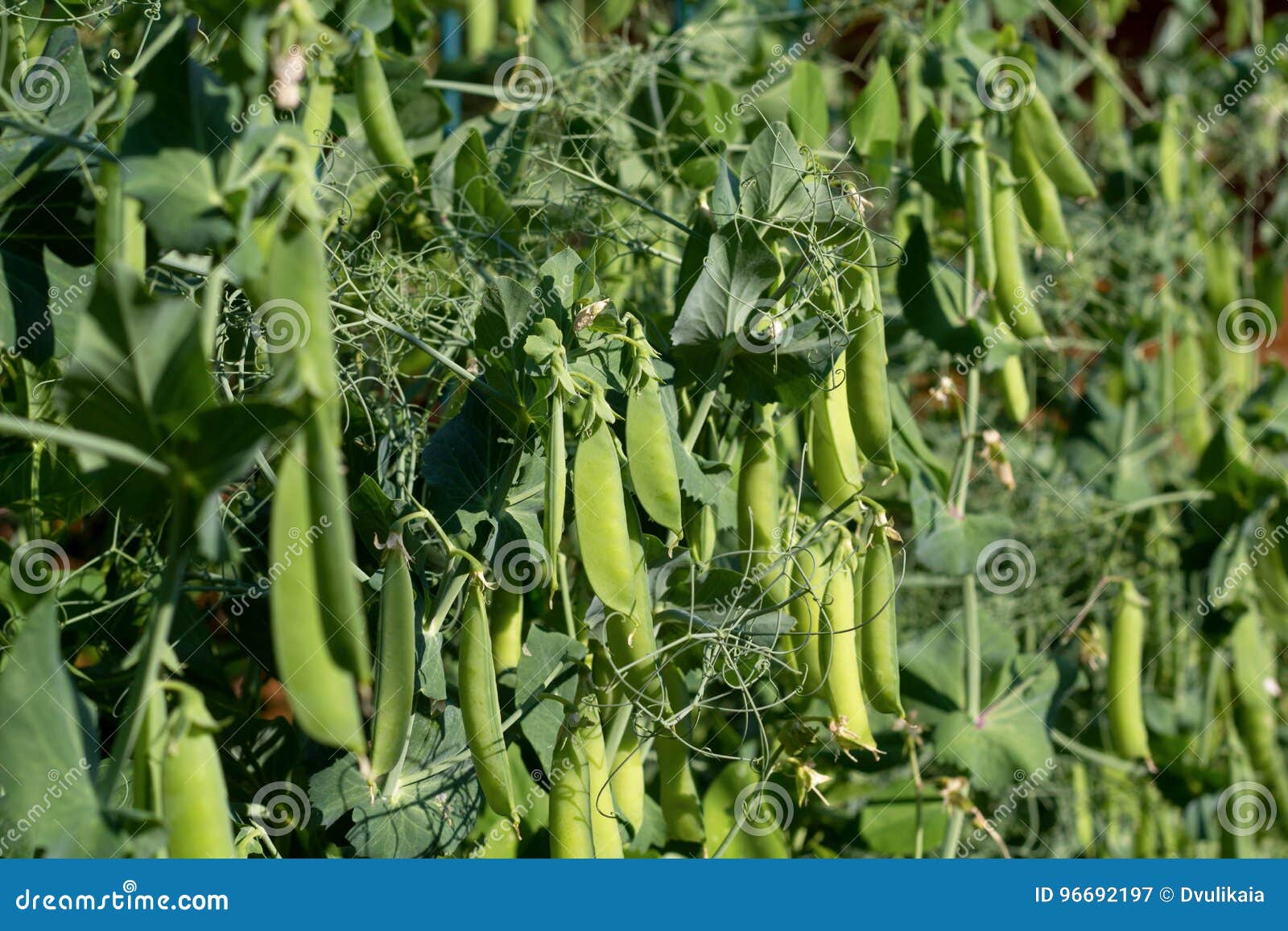 Peas Growing Farm Stock Photos - Download 1,628 Royalty Free Photos
