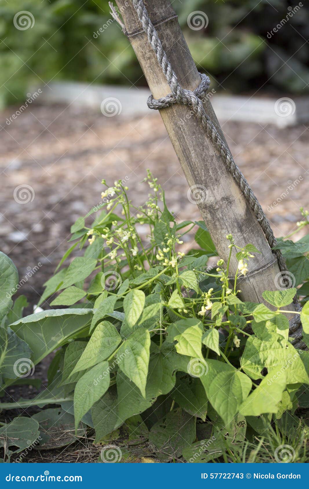 Peas growing by Pole stock image. Image of technique - 57722743