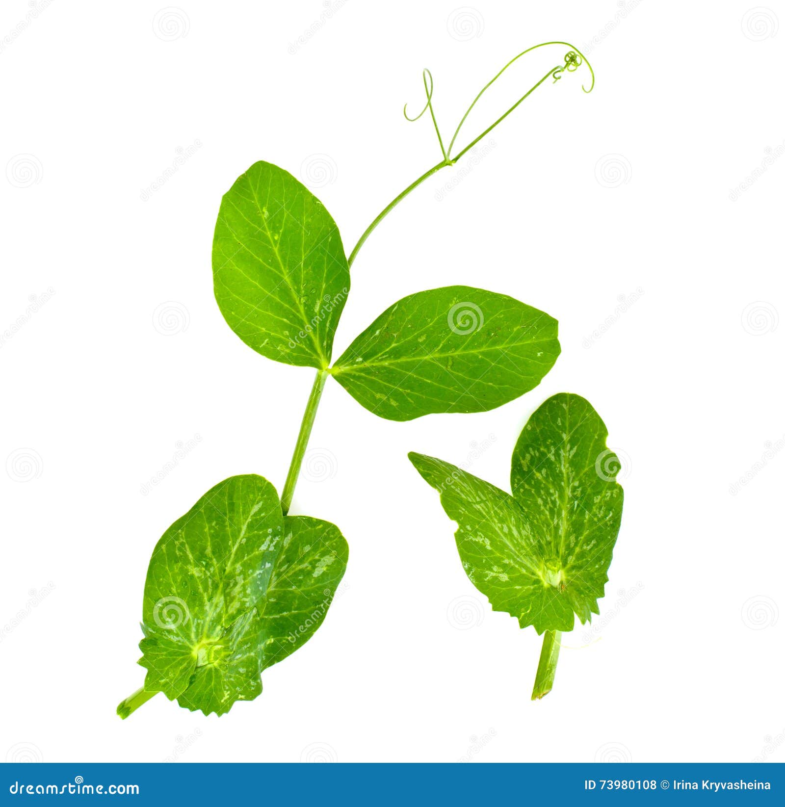 Peas Leaf Isolated on White Background Stock Photo - Image of organic ...