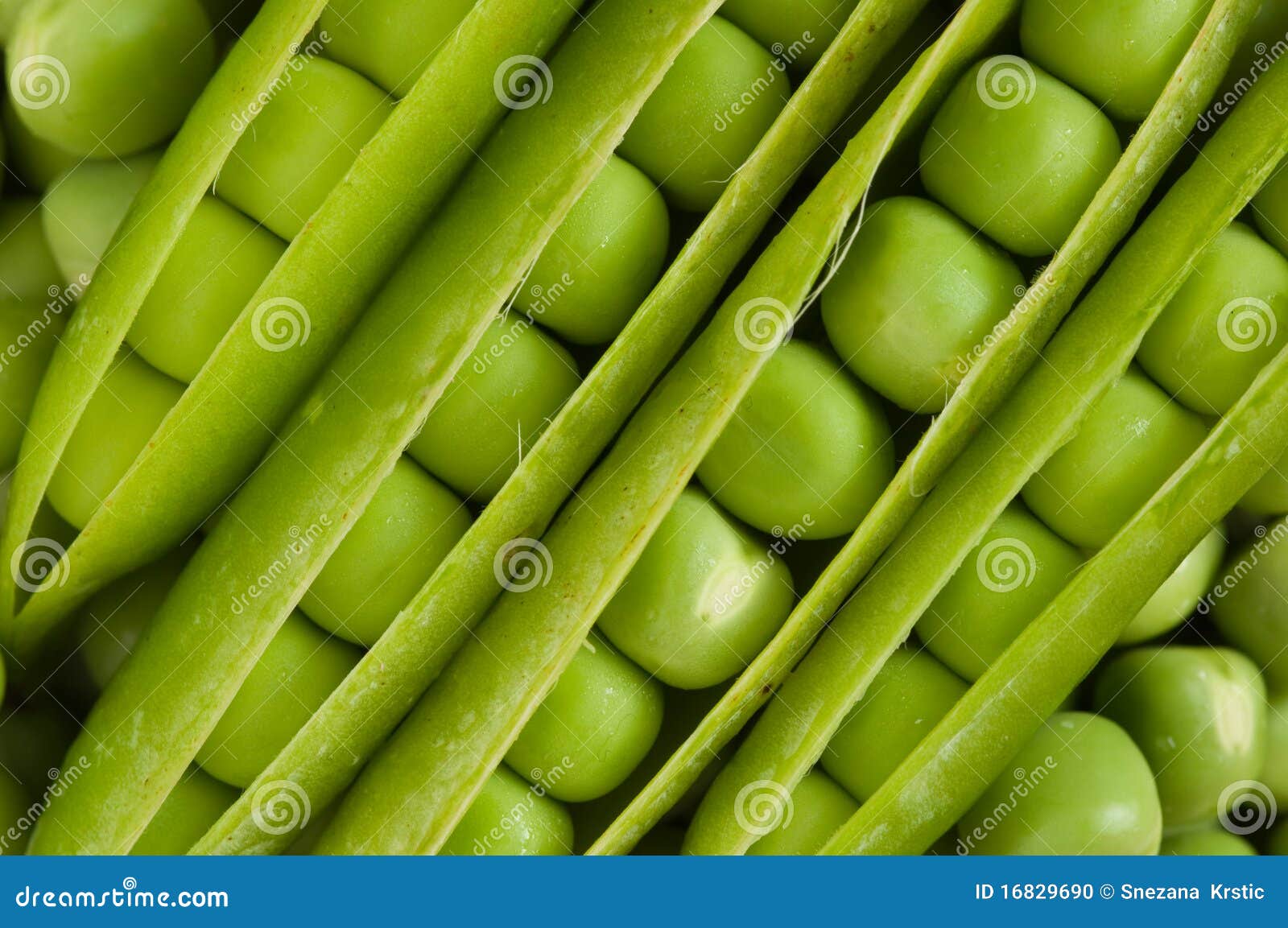 Peas in opened pod stock photo. Image of arrangement - 16829690