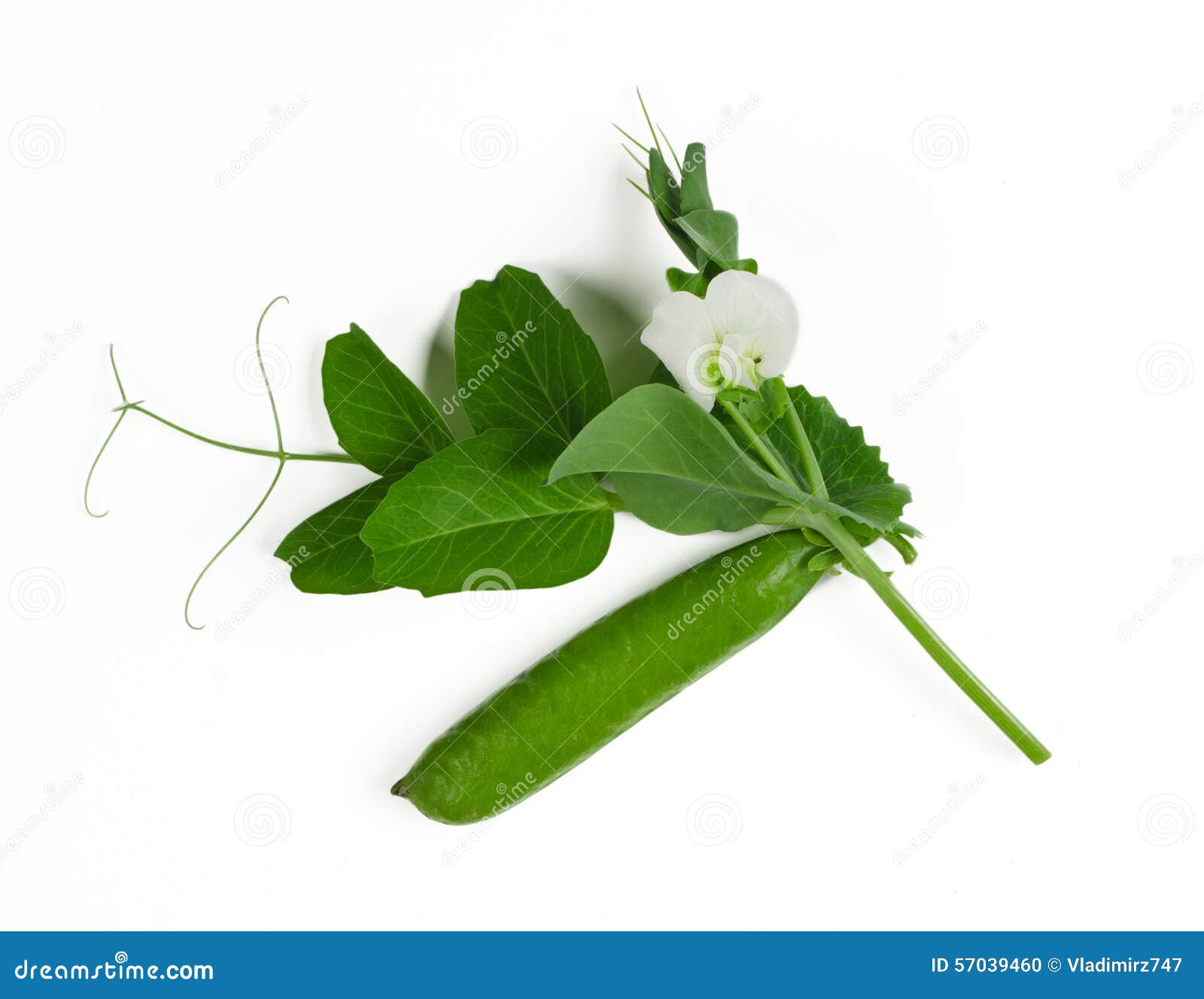 Peas stock photo. Image of white, grain, peasant, stalk - 57039460