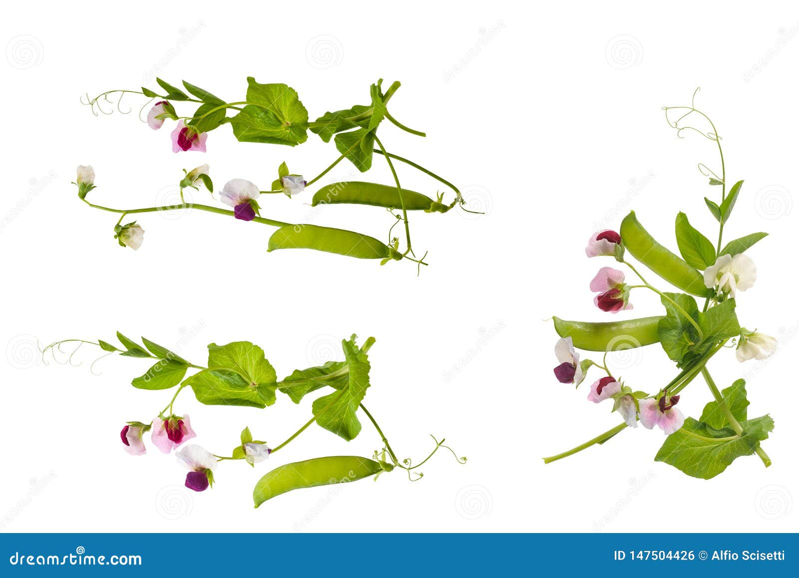 Peas plants stock photo. Image of fresh, leaf, branch - 147504426