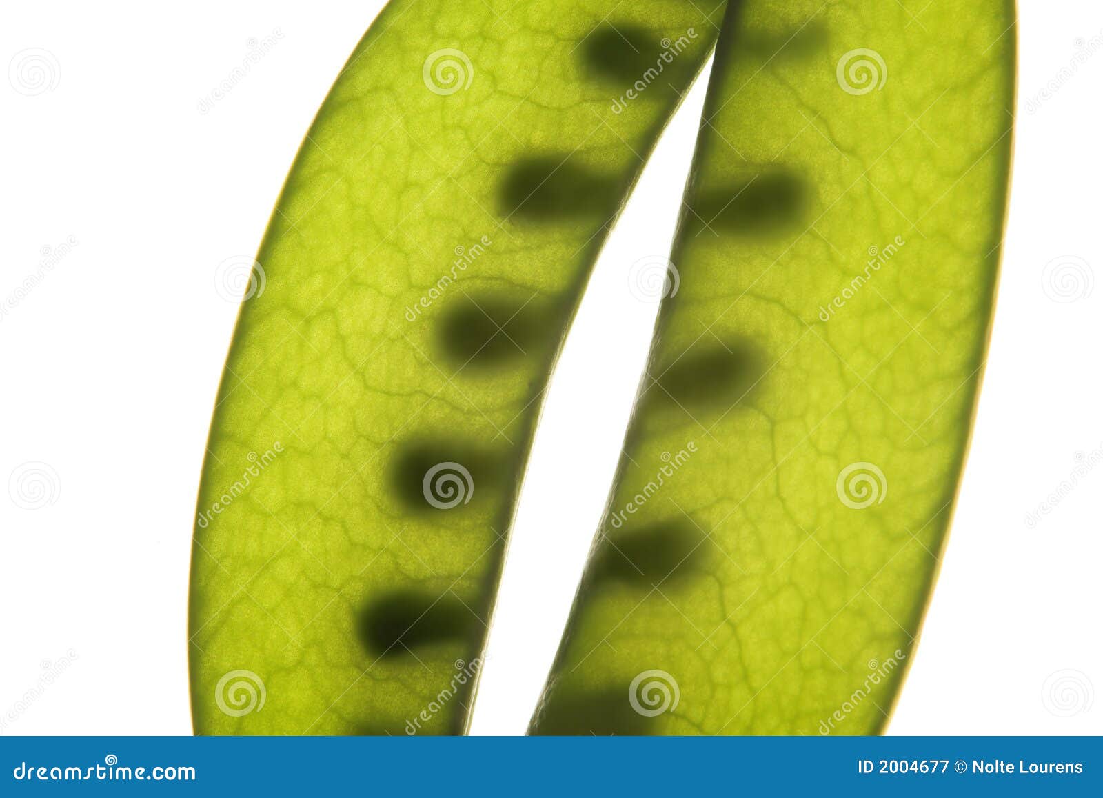 Peas in pod stock image. Image of cook, vegetarians, agriculture - 2004677