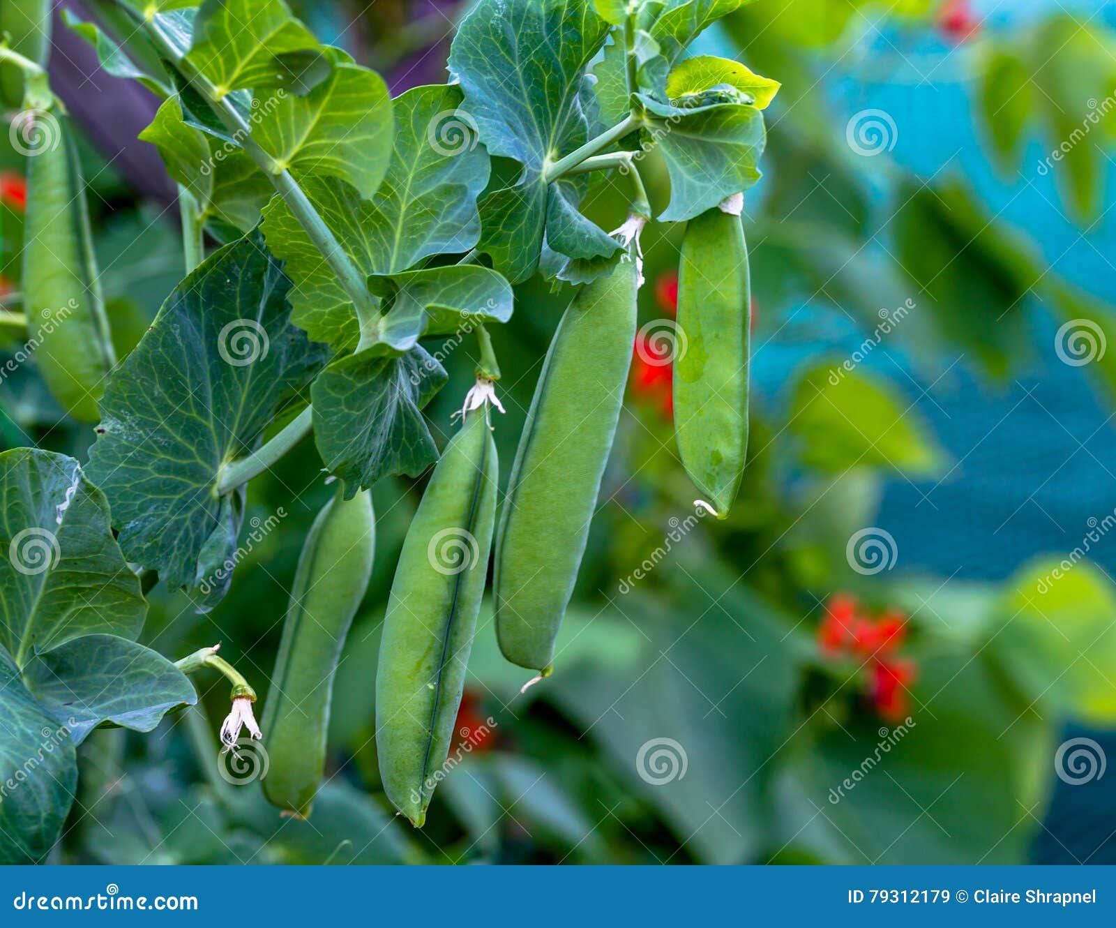 Peas in a Pod stock image. Image of leaves, harvest, peas - 79312179