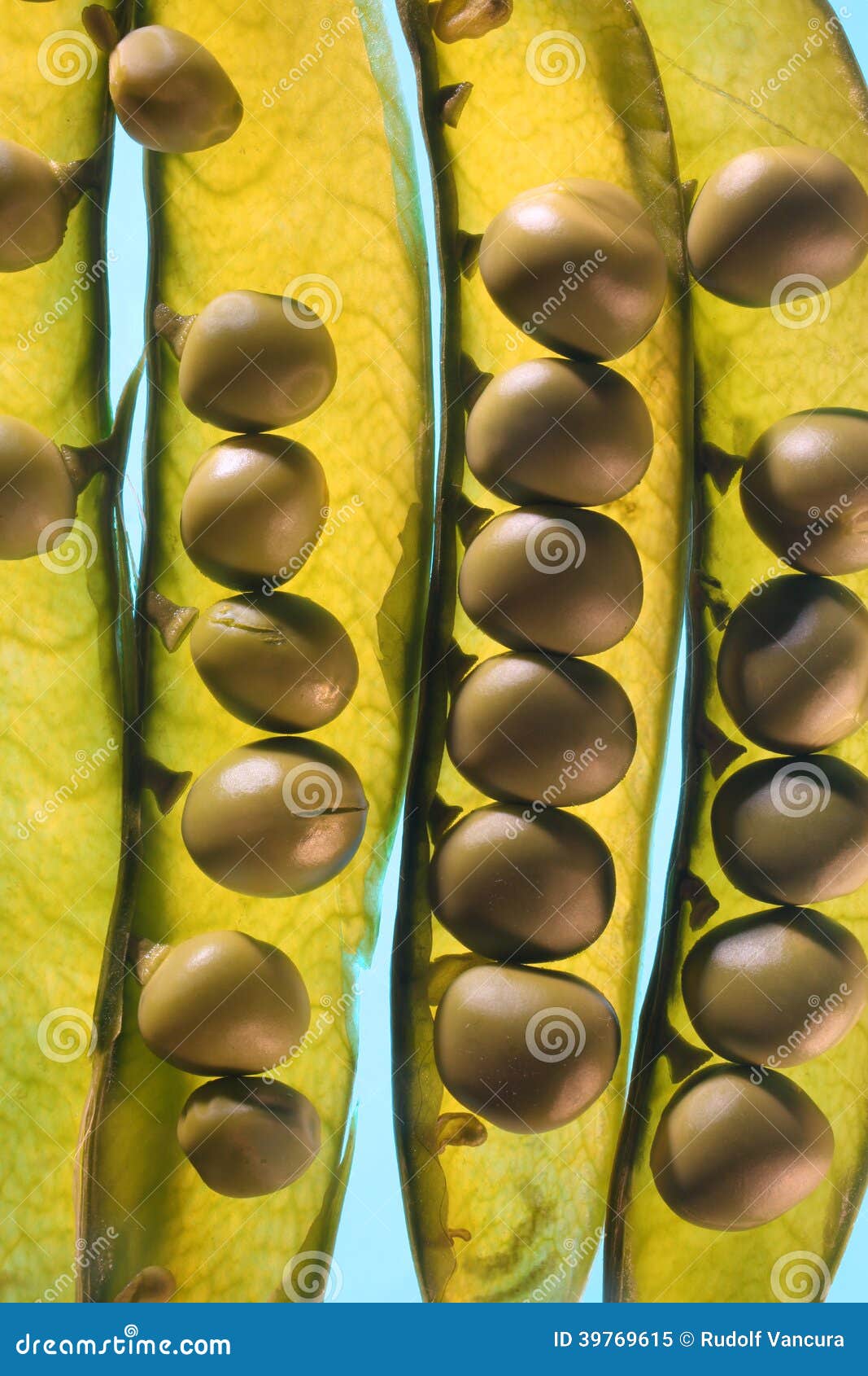 Peas in pods stock image. Image of plant, nature, ingredients - 39769615