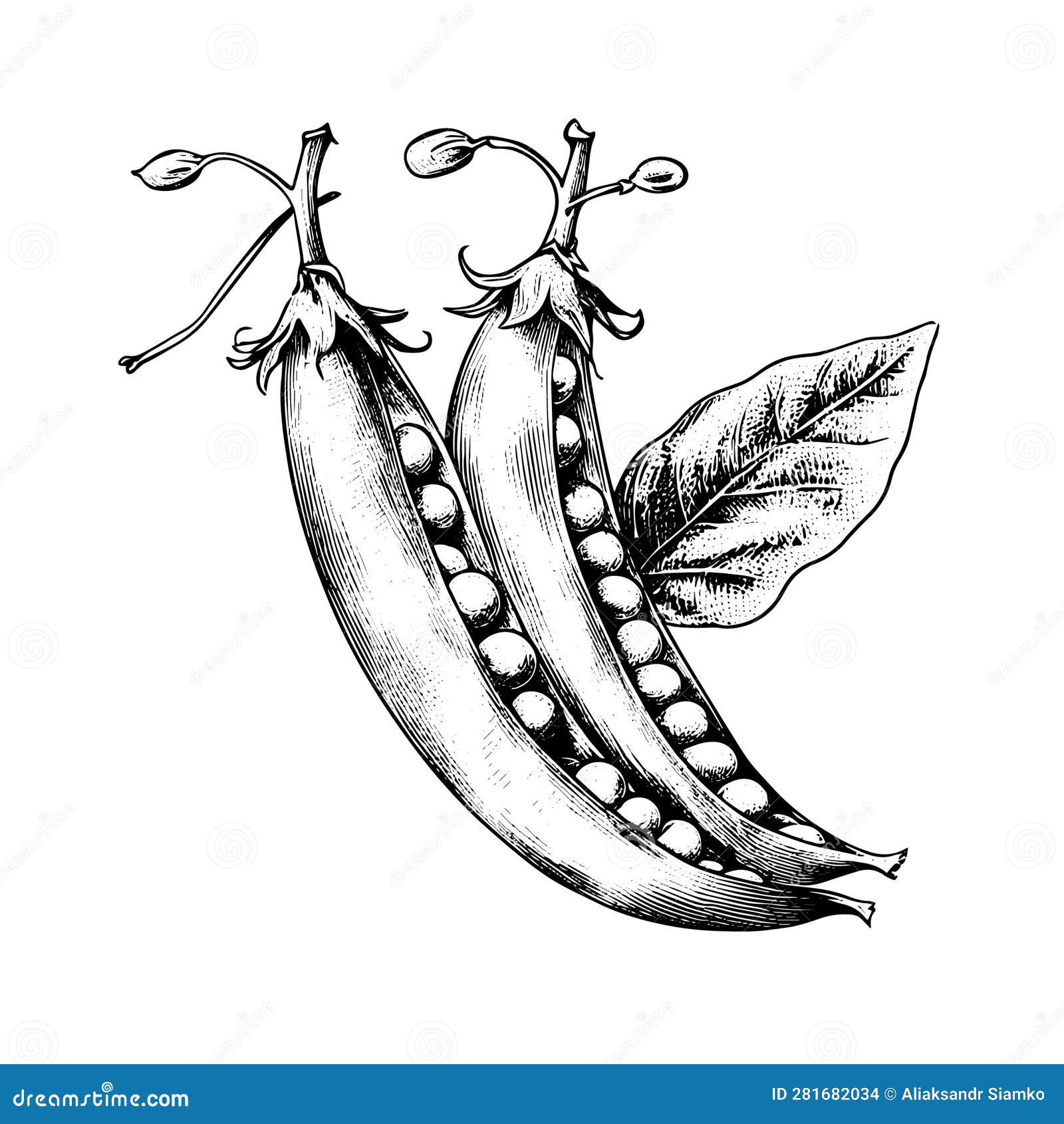 Peas Vector Drawing. Isolated Hand Drawn, Engraved Style Illustration ...