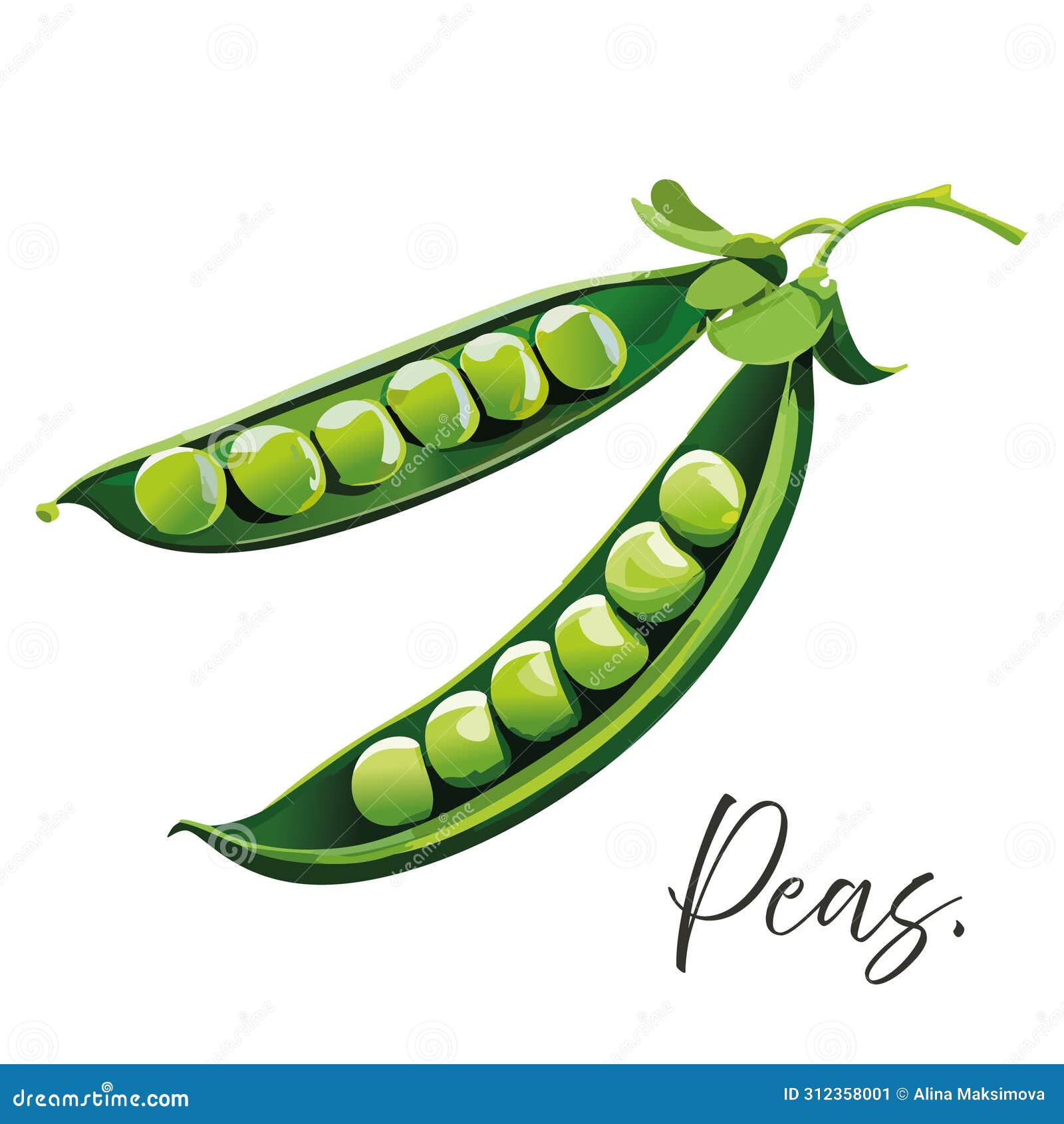 Peas vector illustration stock vector. Illustration of green - 312358001