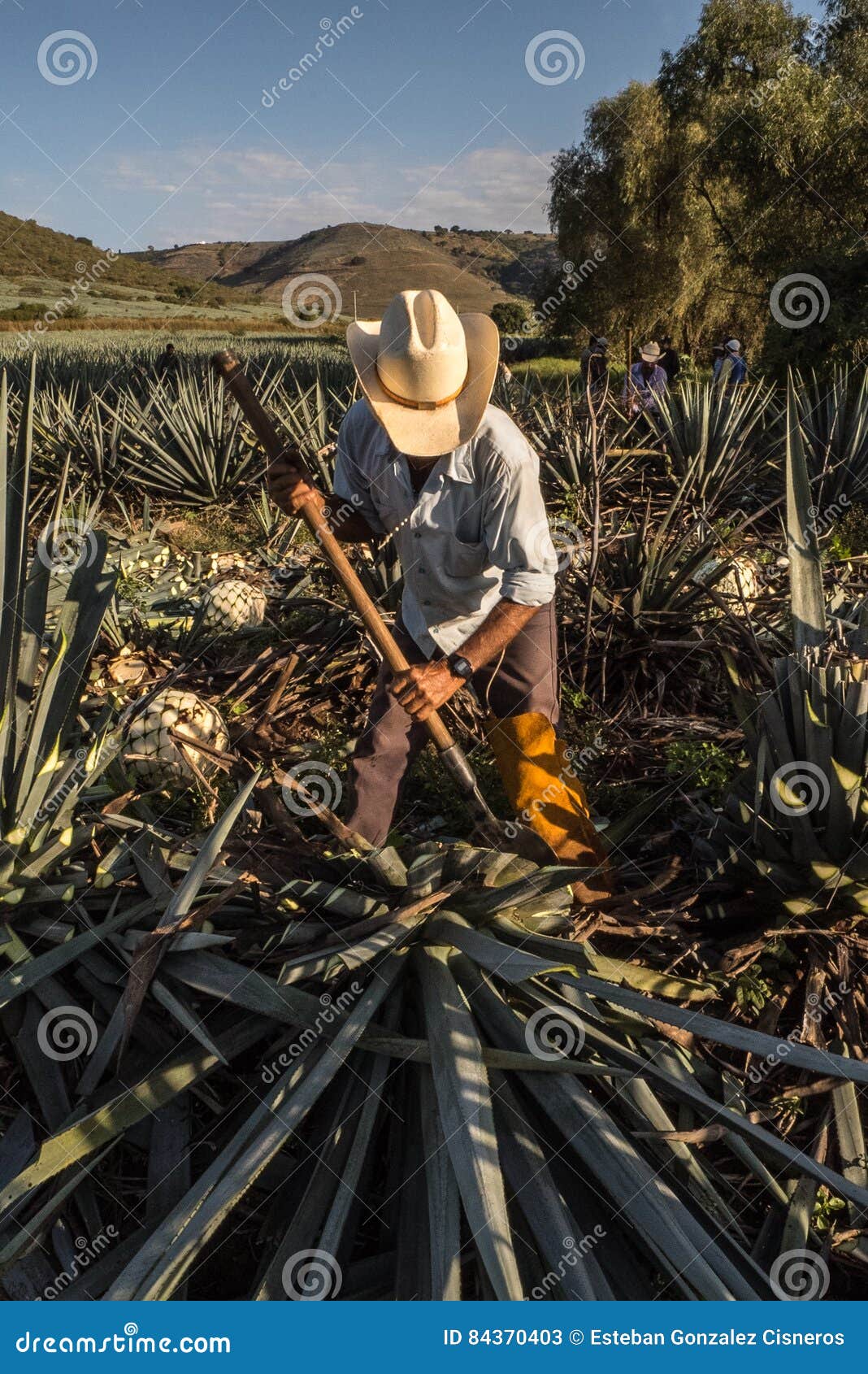 Peasant Cutting Agave with an Ax Editorial Stock Photo - Image of ...