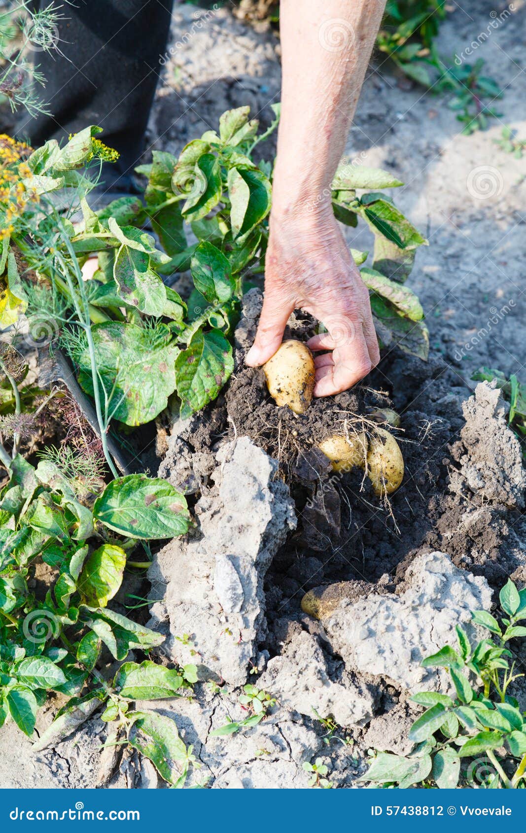 Peasant Gathering Potatoes in Garden Stock Photo - Image of field, grow ...