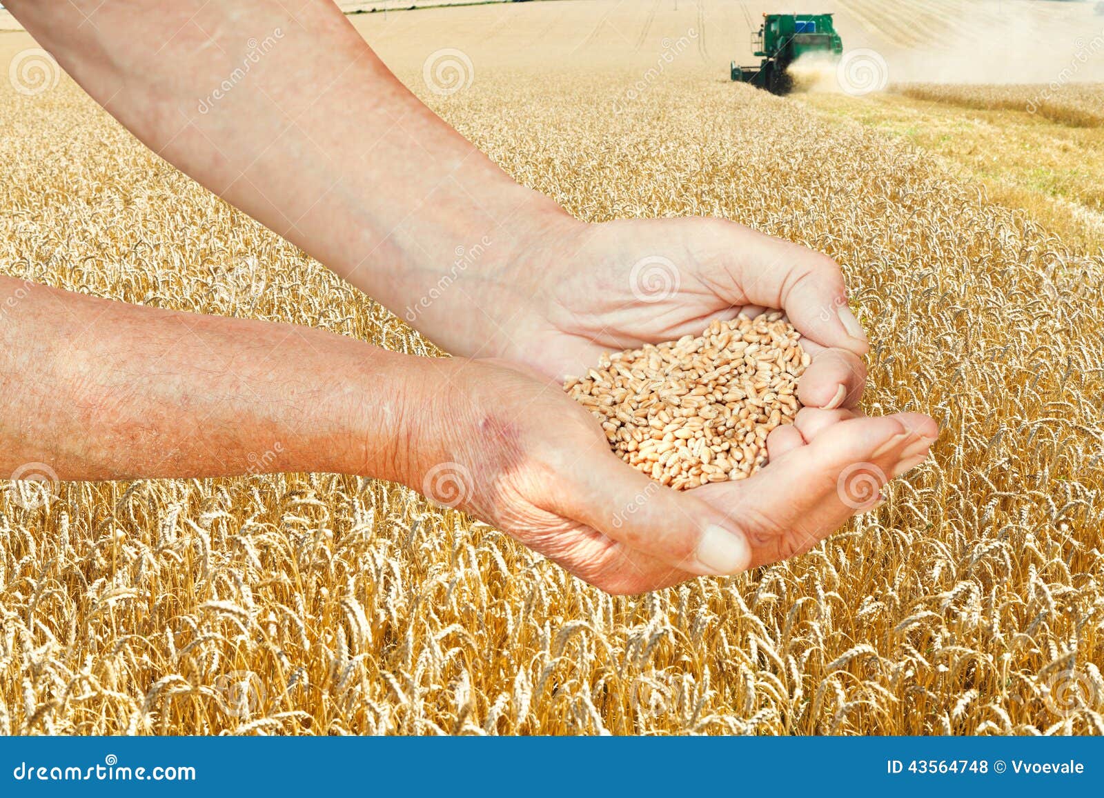 Peasant Hands Hold Seeds on Wheat Field Stock Photo - Image of handful ...