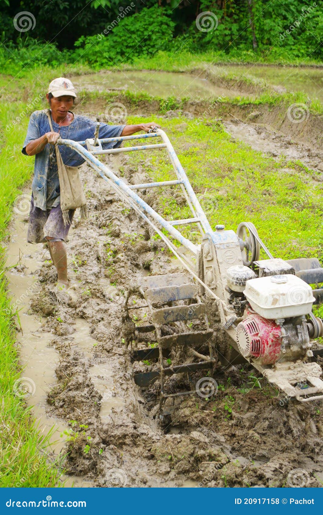 Peasant in the rice field editorial stock photo. Image of rice - 20917158
