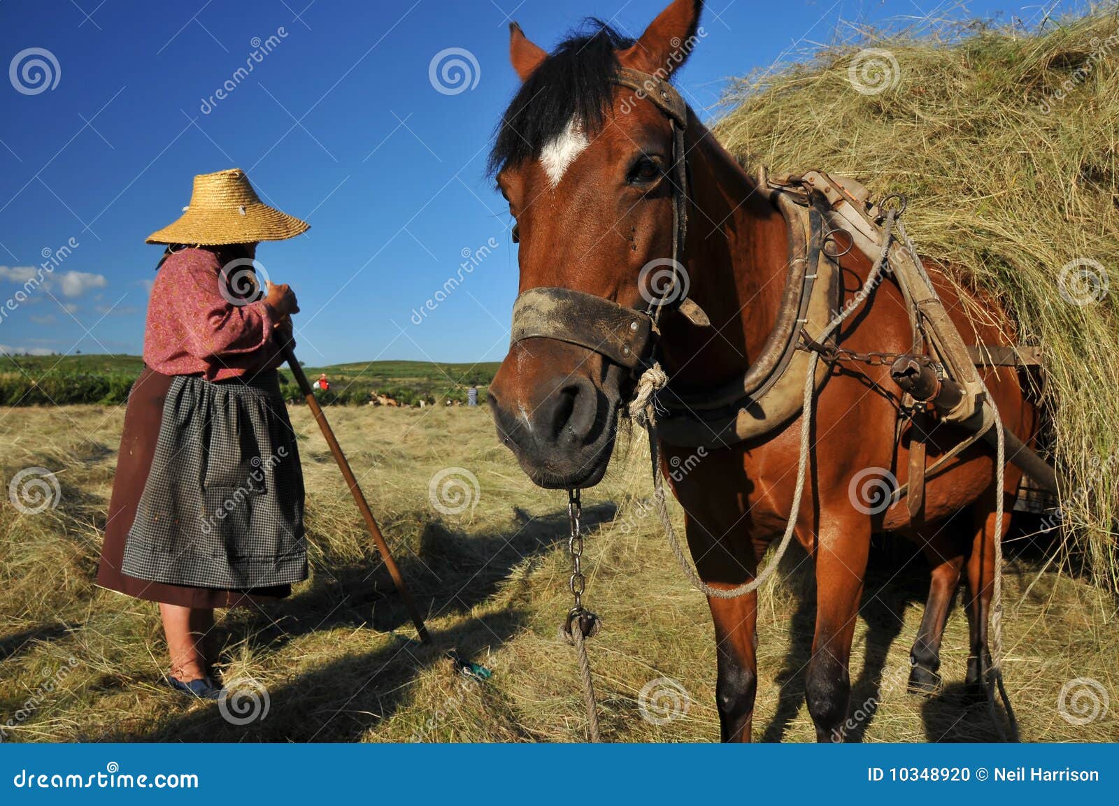 Peasant woman and mule stock photo. Image of gather, harness - 10348920