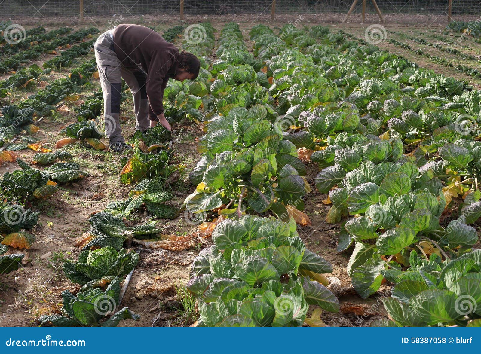 Peasant 015 editorial stock photo. Image of peasants - 58387058