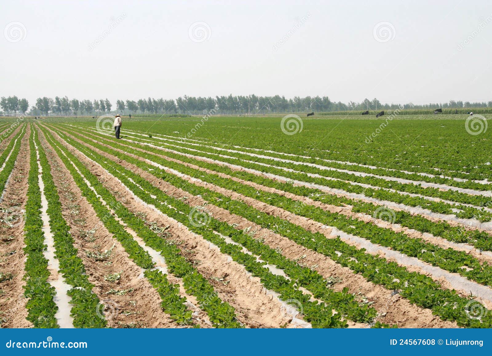 Peasants in the farmland stock photo. Image of features - 24567608