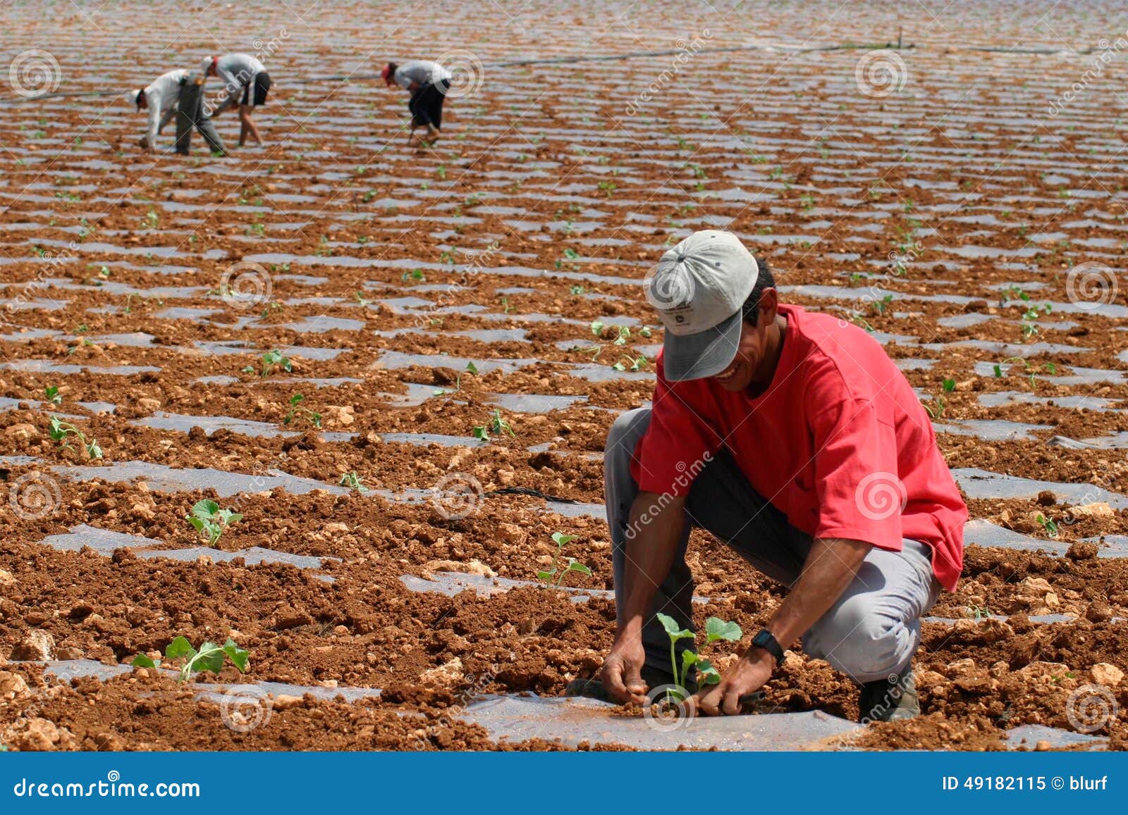Peasants 024 editorial image. Image of plant, seeding - 49182115