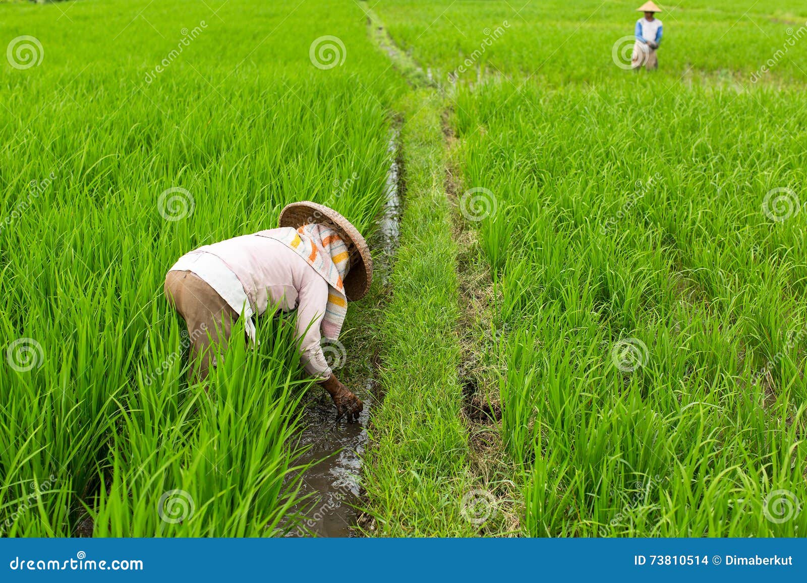 Peasants Working in the Rice Field. Agriculture. Stock Photo - Image of ...