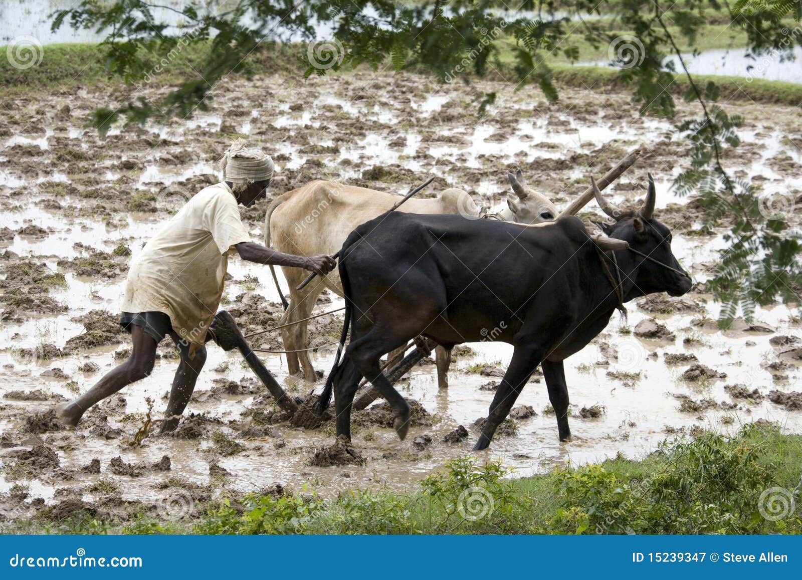 Peasent Subsitance Farmer - India Editorial Photography - Image of ...