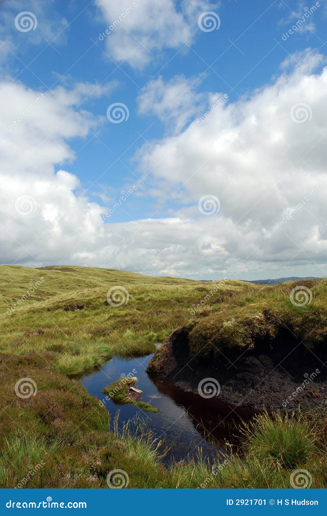 A PEAT BOG IN A REMOTE FOREST.A FRAGMENT OF THE SURFACE OF A PEAT BOG ...