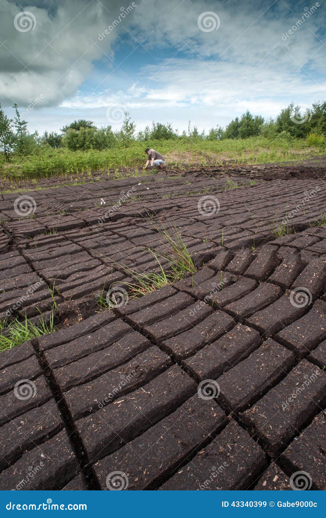 Peat bog field cultivation stock image. Image of cultivation - 43340399