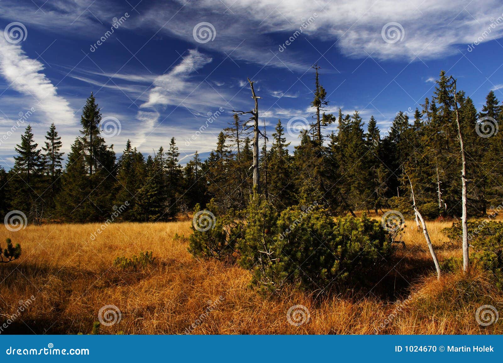 Peat-bog in Giant Mountains Stock Photo - Image of forest, sunny: 1024670
