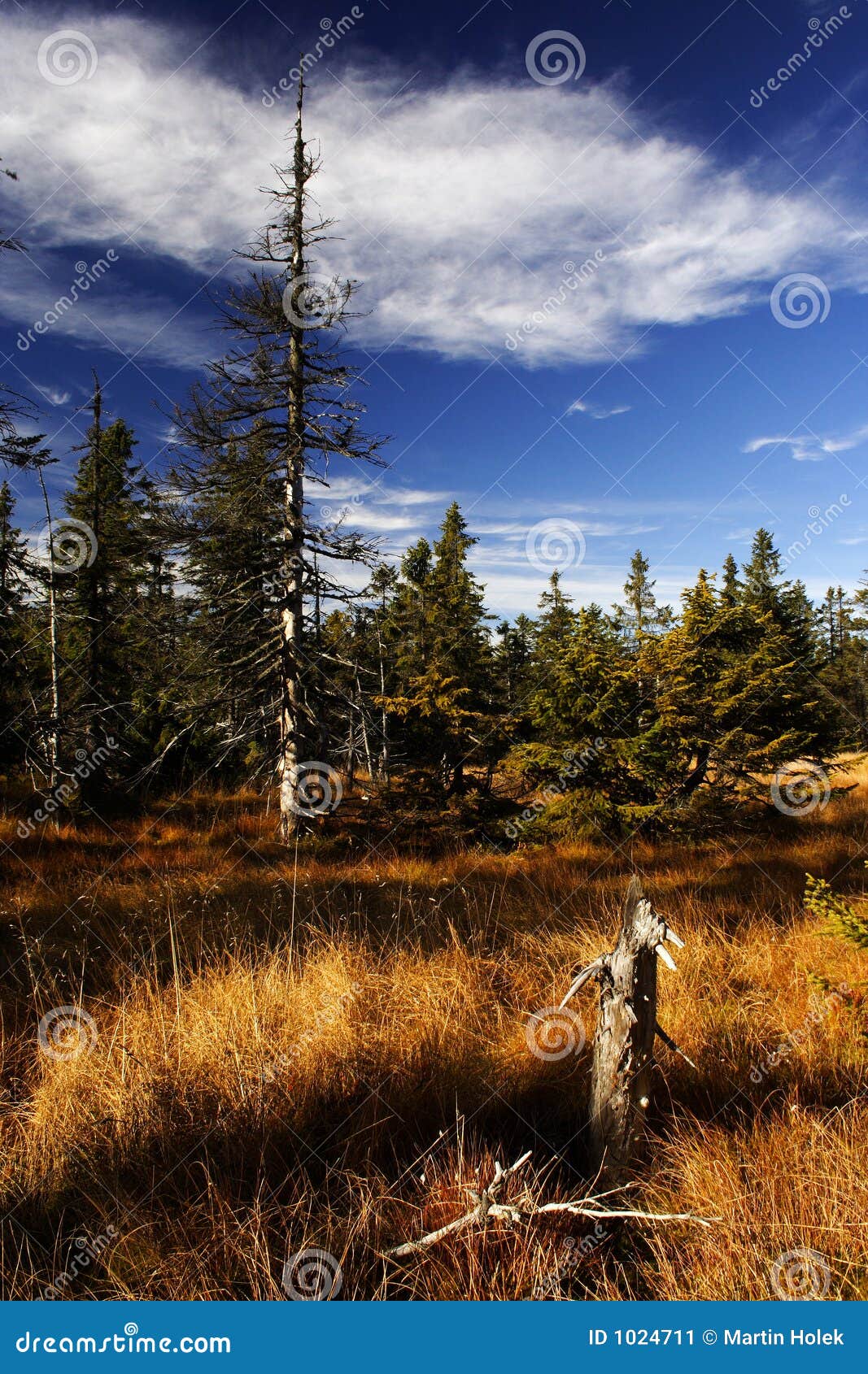 Peat-bog in Giant Mountains Stock Image - Image of tree, landscape: 1024711