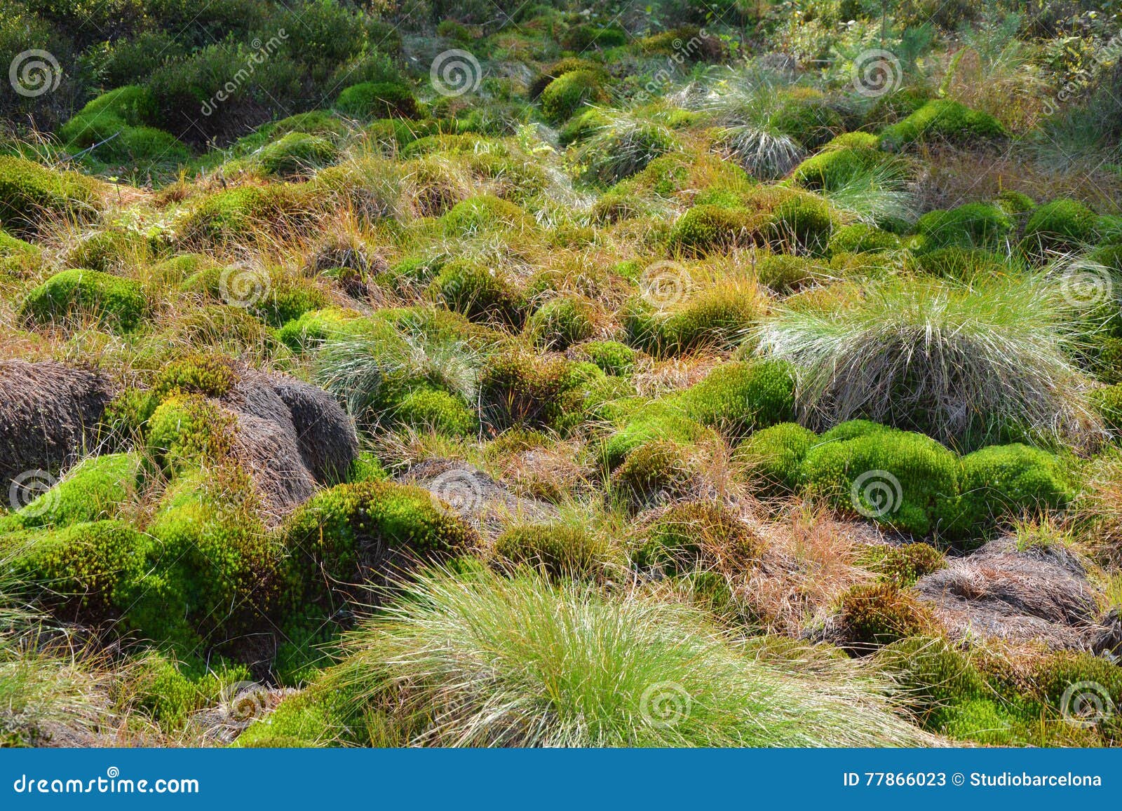 Peat bog moss in Poland stock image. Image of biodiversity - 77866023