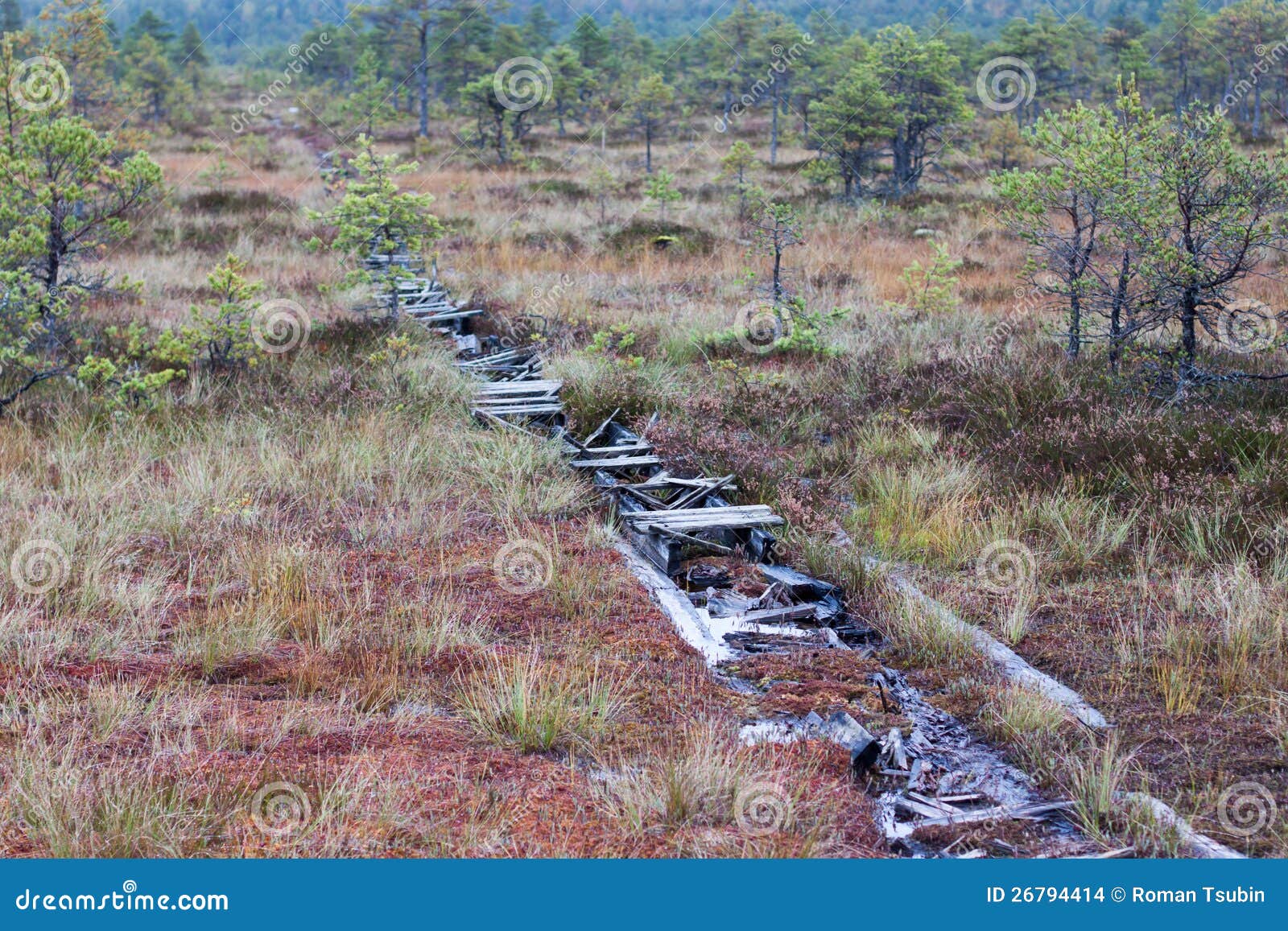 Peat bog swamp Europe stock photo. Image of pond, peat - 26794414