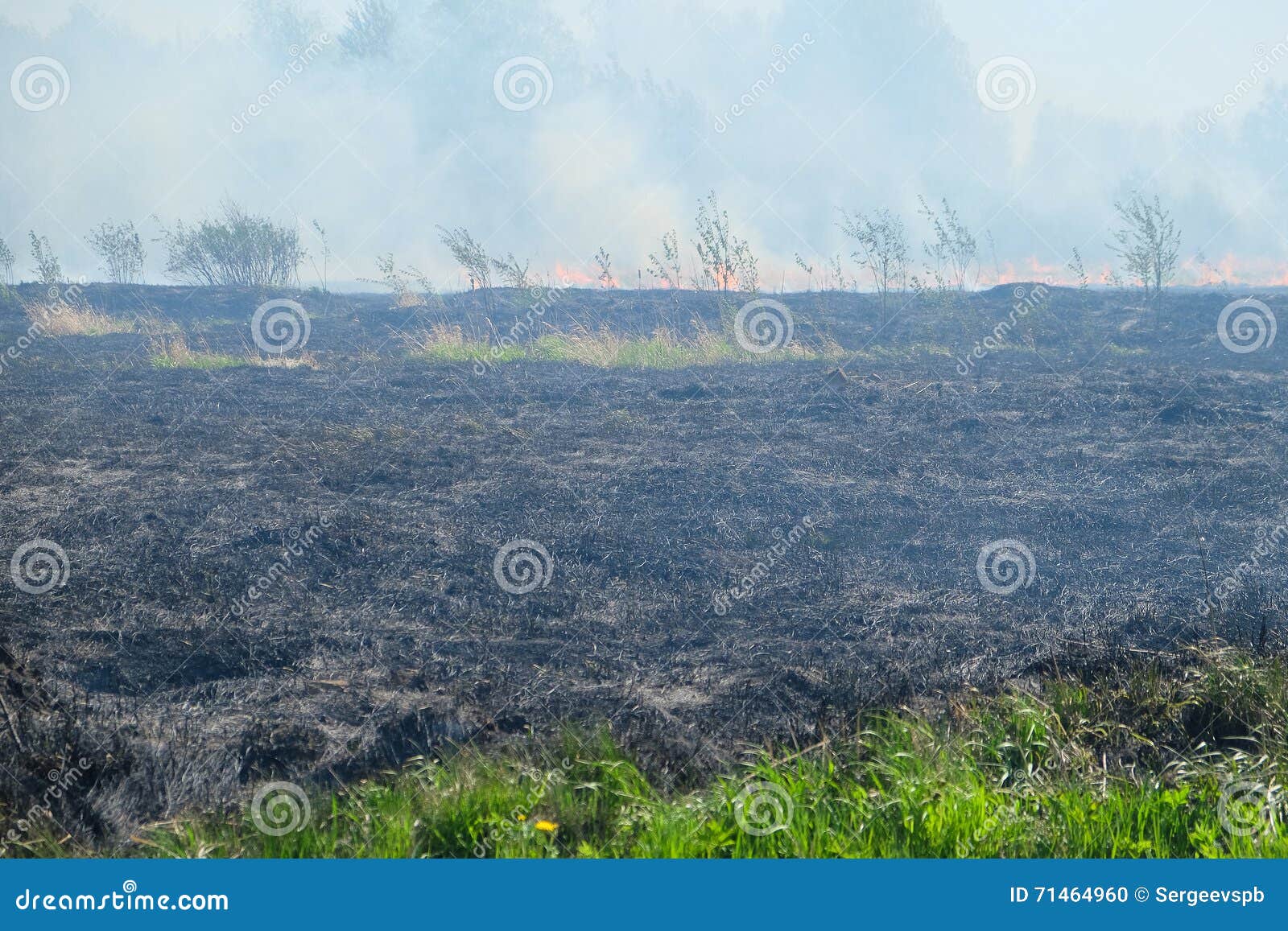 A peat fire stock photo. Image of orange, fire, forest - 71464960