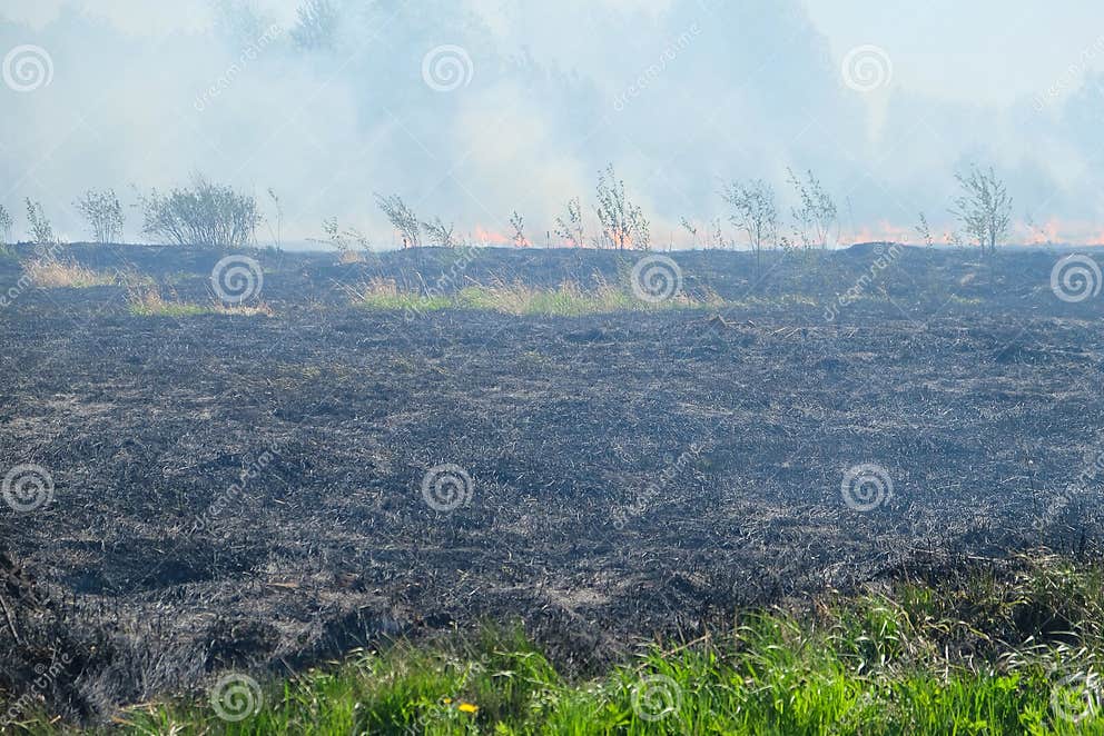 A peat fire stock photo. Image of orange, fire, forest - 71464960