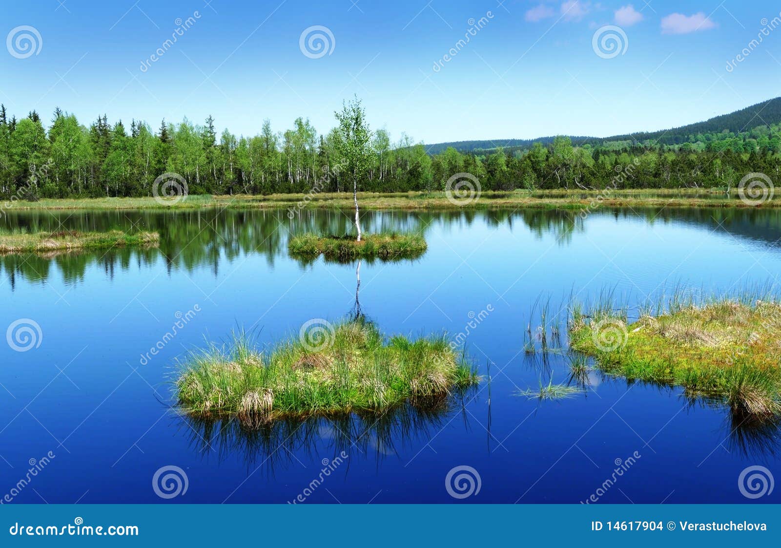 Peat Lake - Morass in Reservation Stock Photo - Image of conifer ...