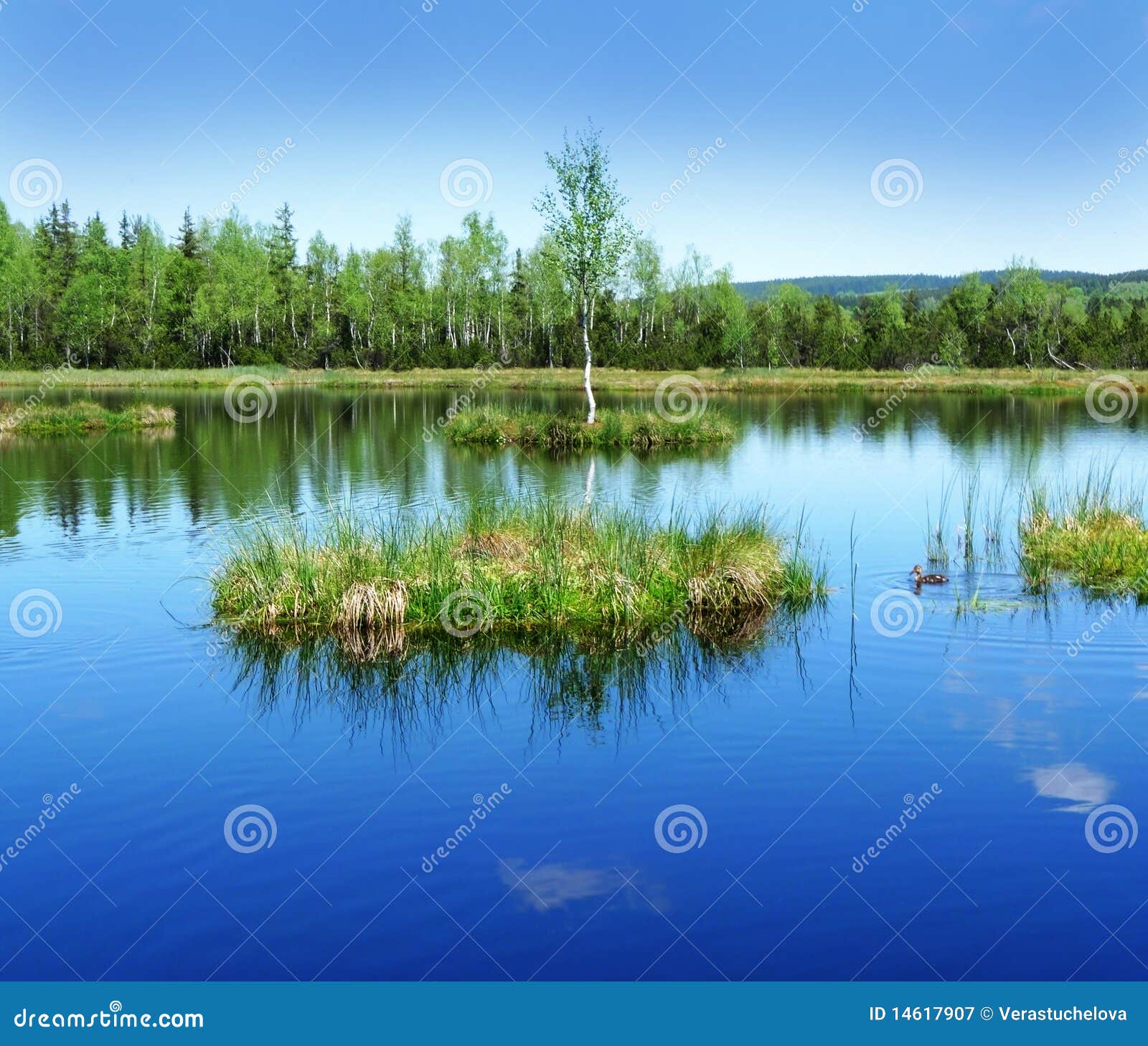 Peat Lake - Morass in Reservation Stock Image - Image of environment ...