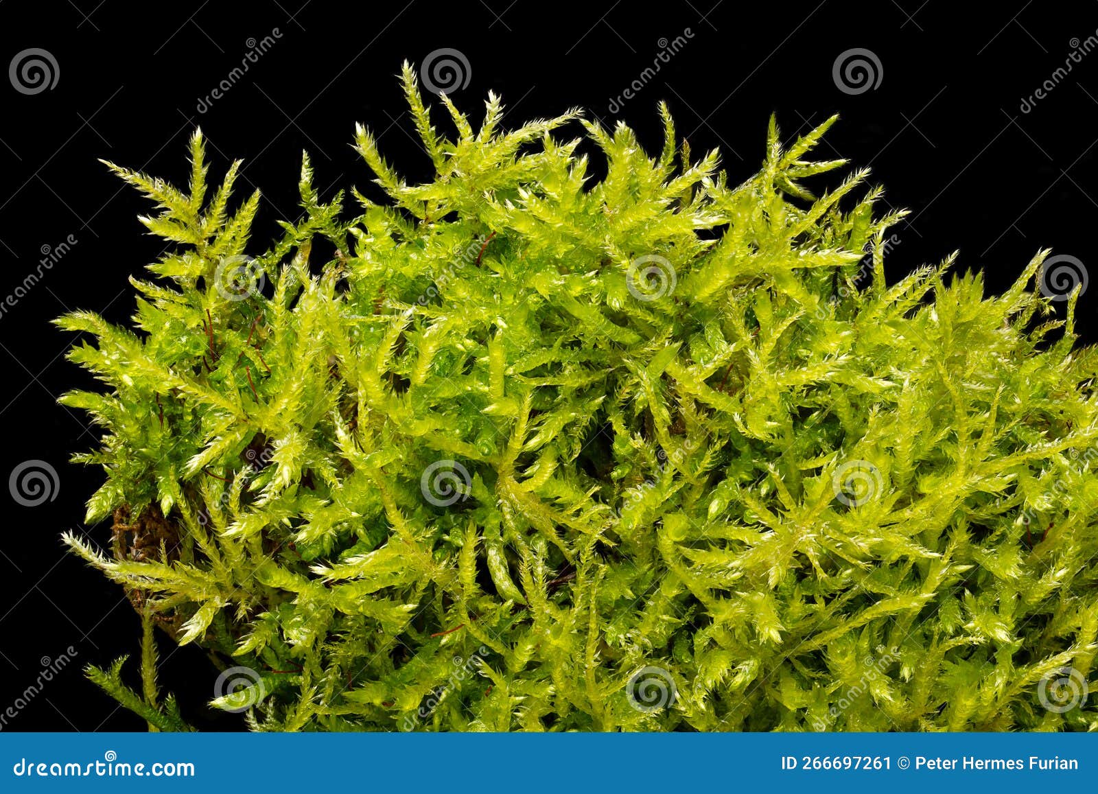 Peat Moss, Sphagnum Moss, Close-up, from Above, on Black Background ...
