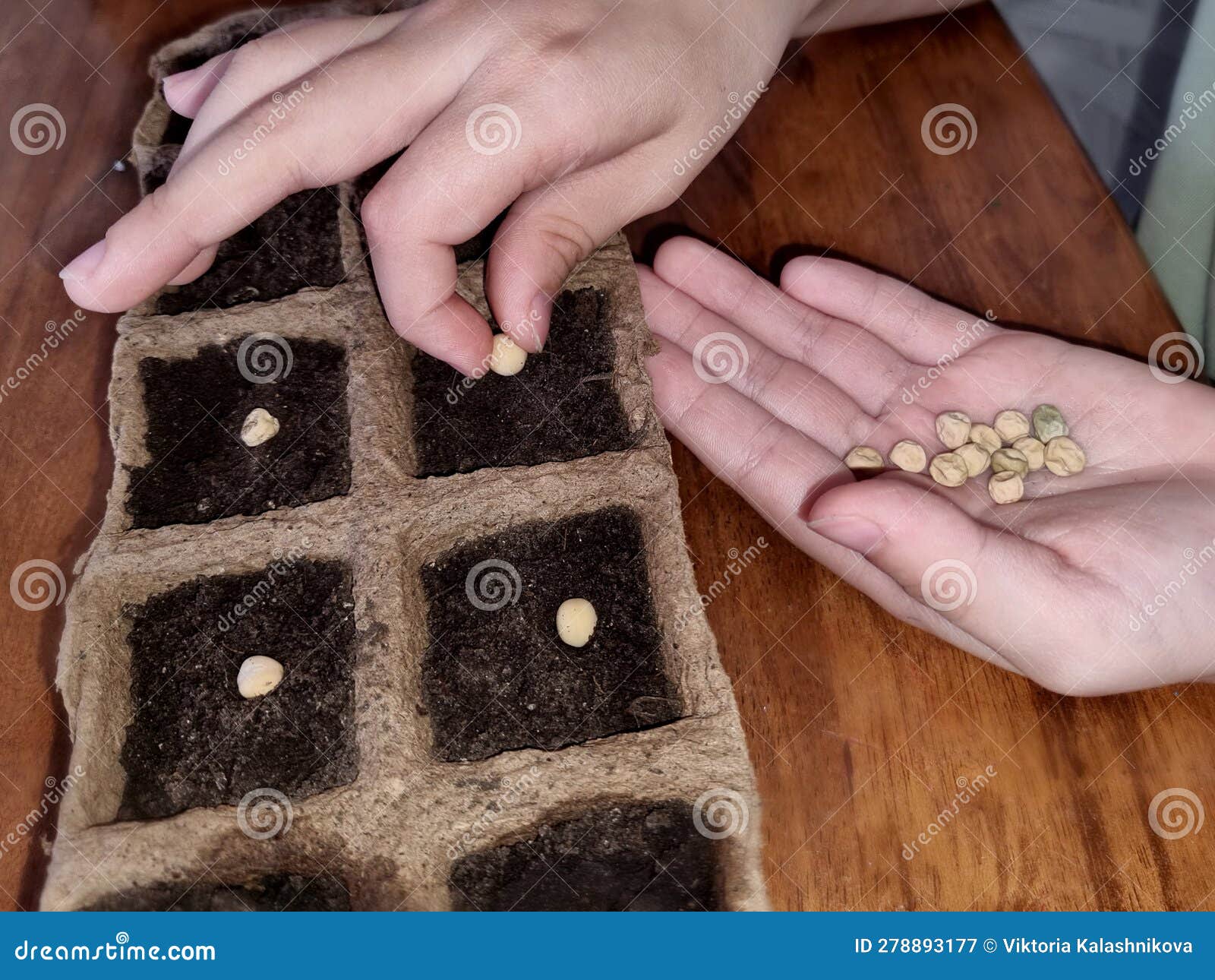 Planting Seeds.Peat Post.Nutrient Soil. Stock Image - Image of soil ...