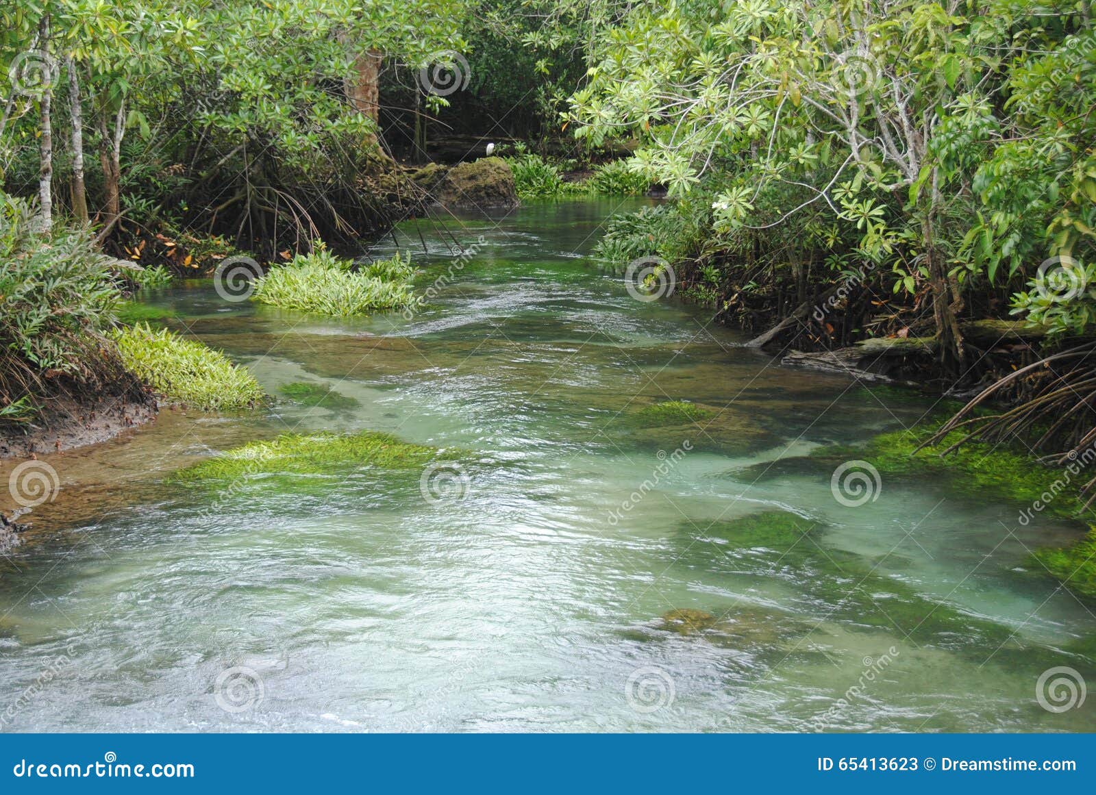 Peat swamp forest stock image. Image of water, krabi - 65413623