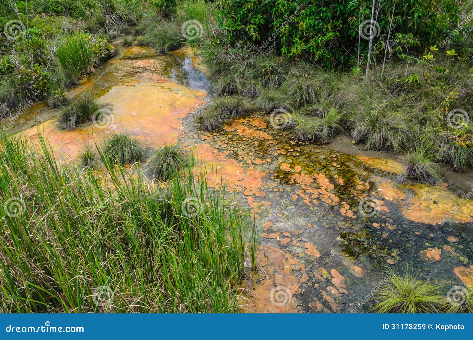 Peat Swamp Forest in the Hot Spring Area Stock Image - Image of ...