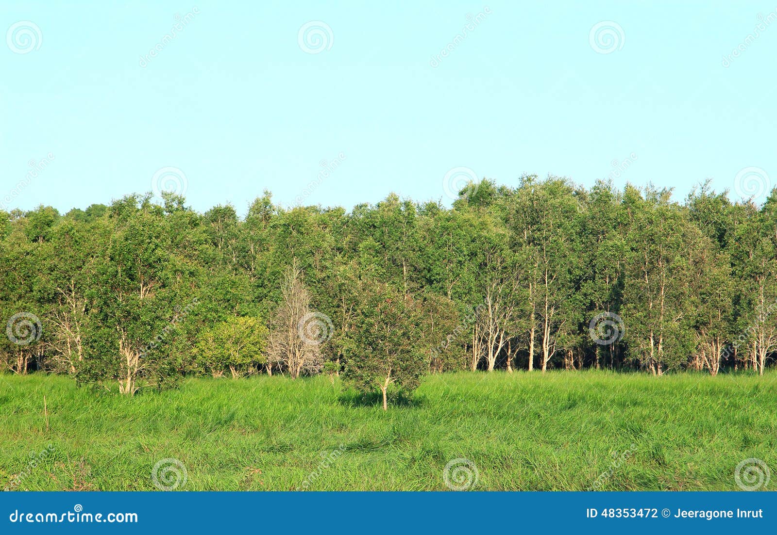 Peat swamp forest stock photo. Image of forest, water - 48353472