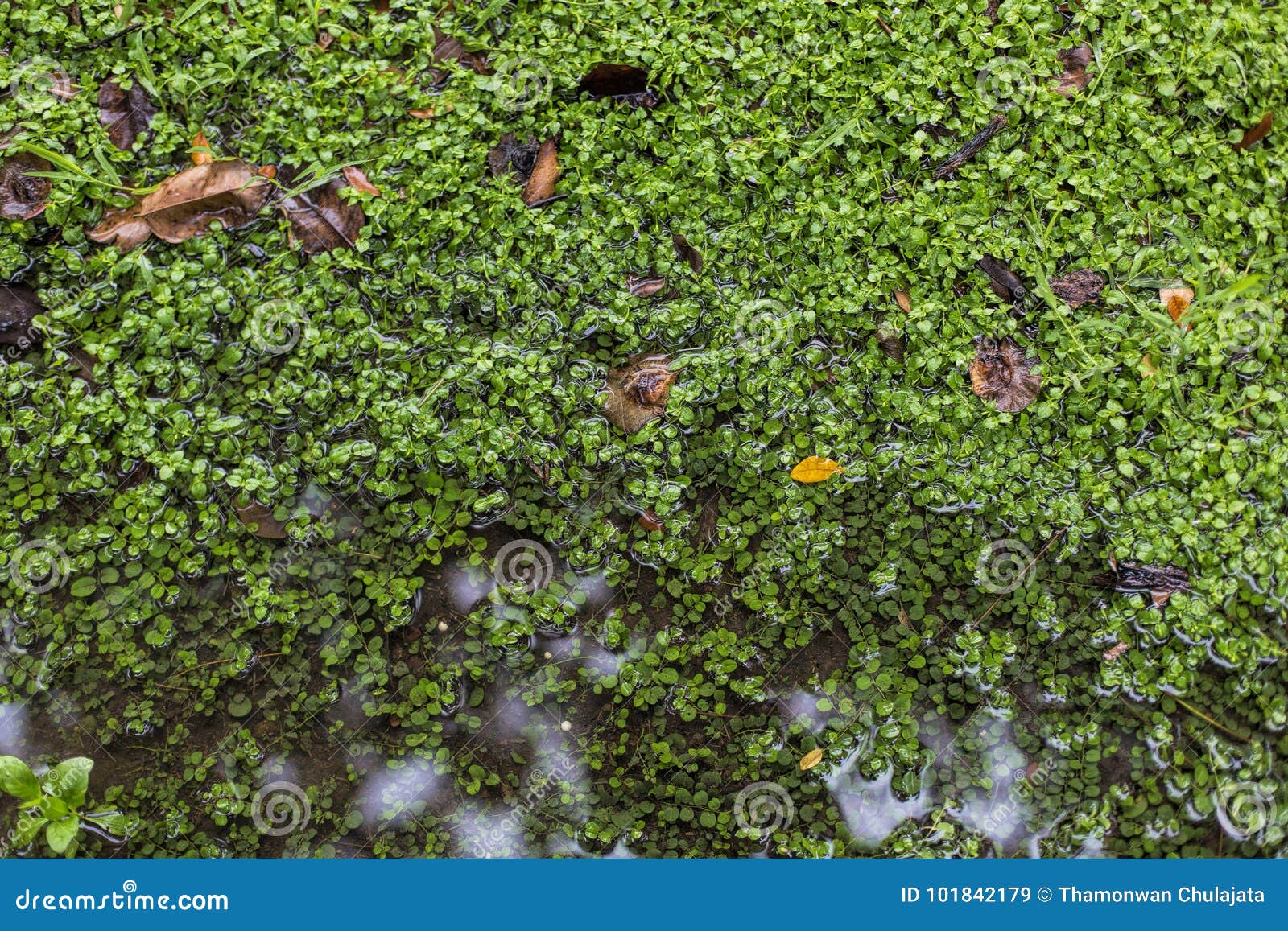 Peat swamp forest stock image. Image of leaf, forest - 101842179