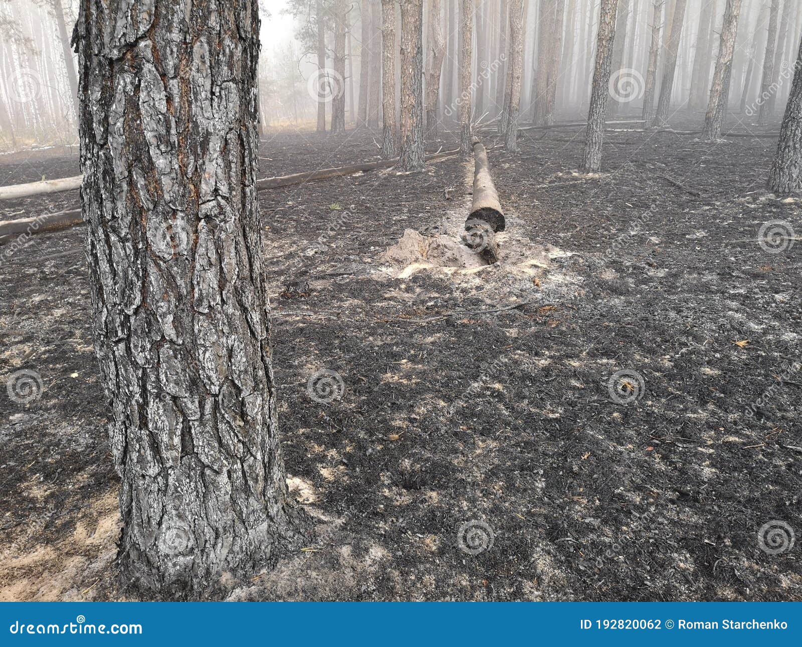 Peatlands are on Fire. Forest Fire and Its Consequences Stock Photo ...