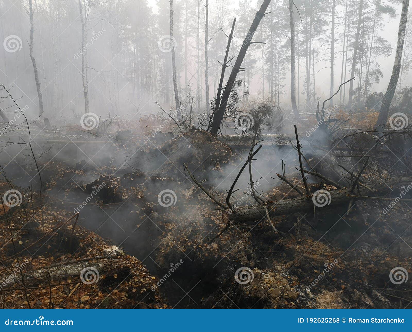 Peatlands are on Fire. Forest Fire and Its Consequences Stock Photo ...