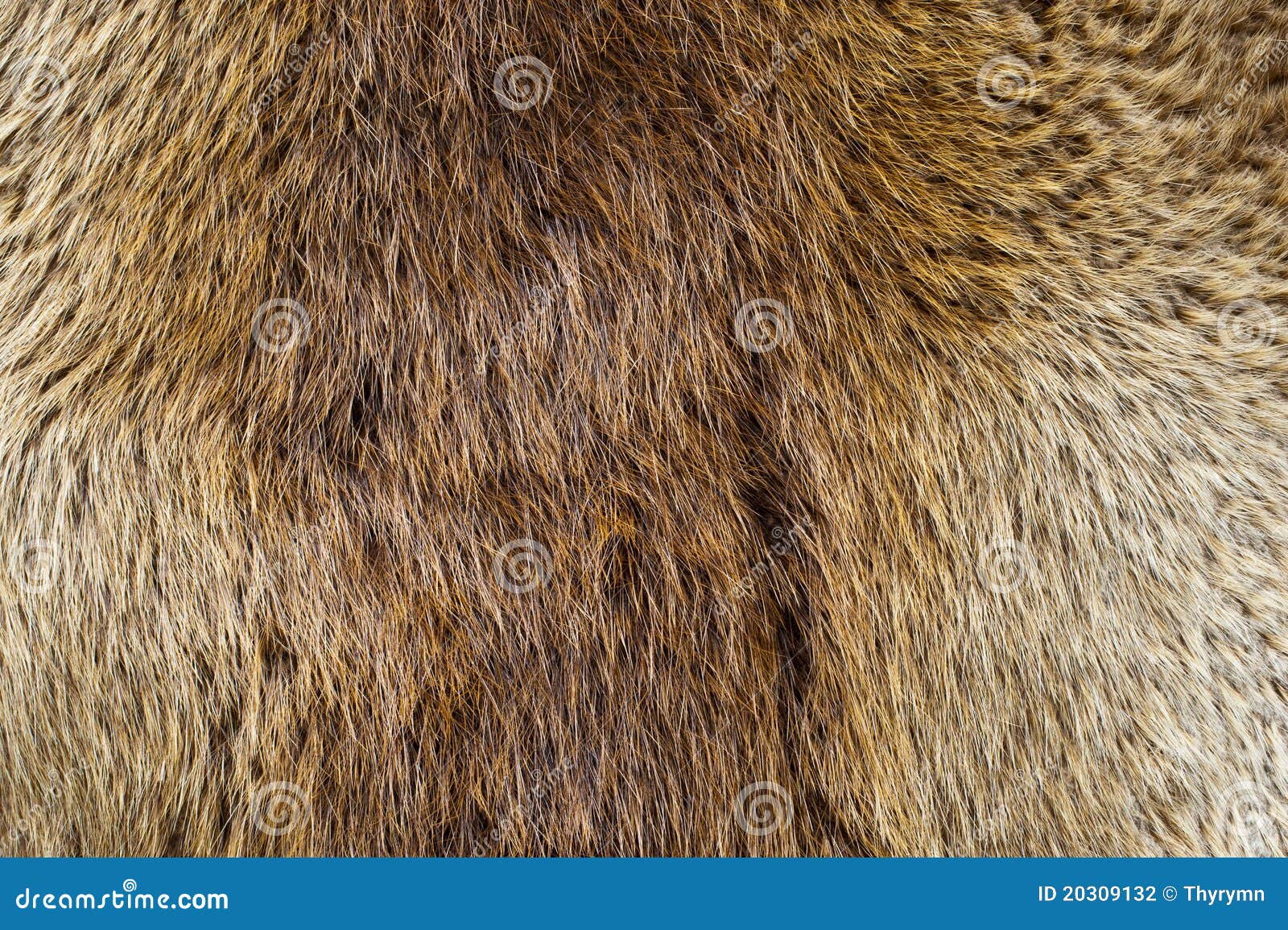 Peau de castor photo stock. Image du texture, fourrure - 20309132