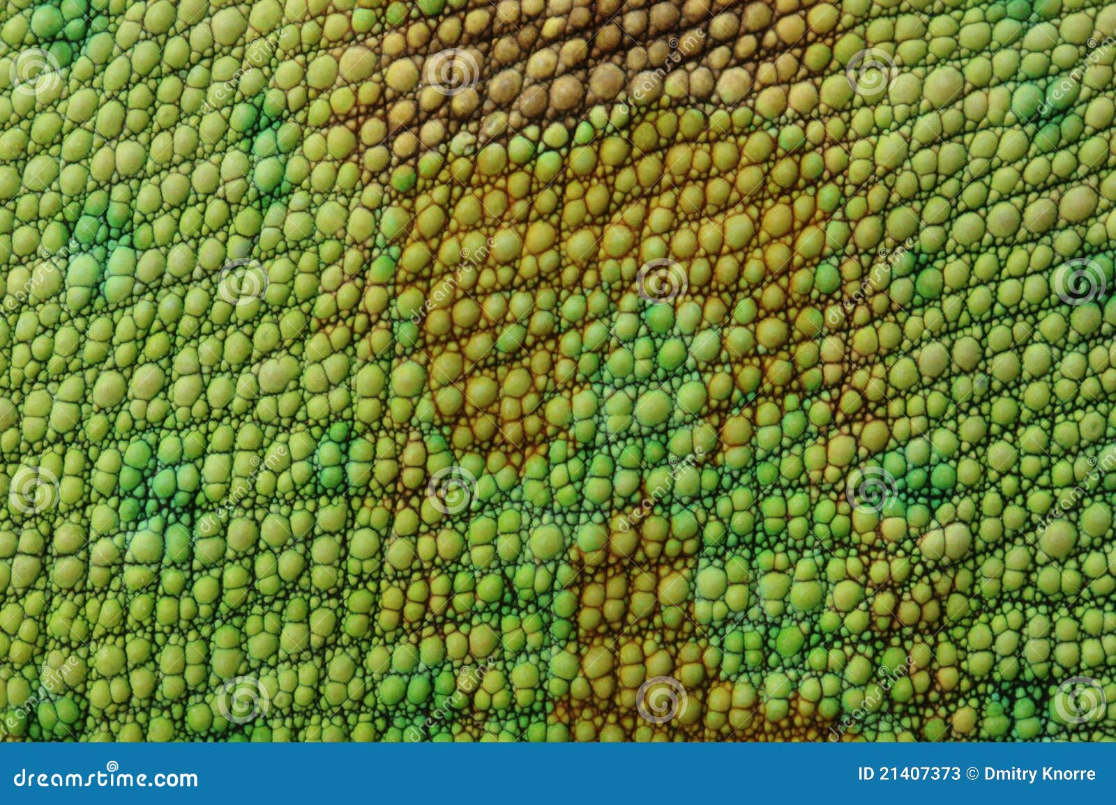 Peau de lézard image stock. Image du olive, normal, reptile - 21407373