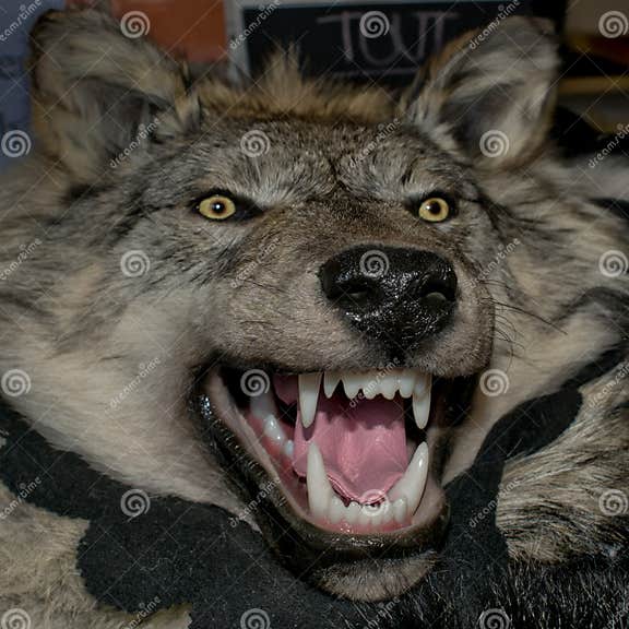 Peau de loup image stock. Image du poilu, indien, nature - 36988151