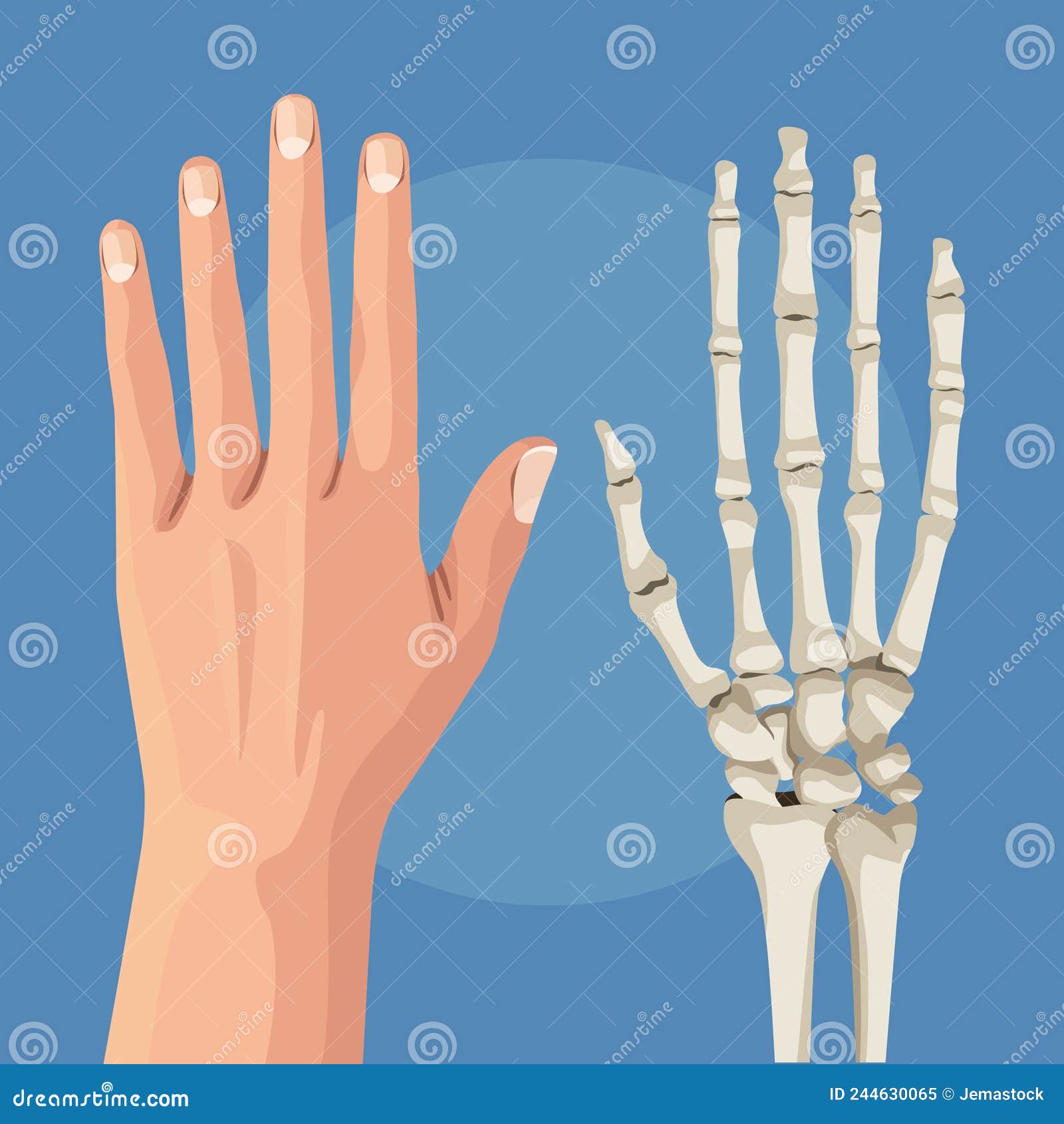 Peau et os illustration stock. Illustration du doigts - 244630065