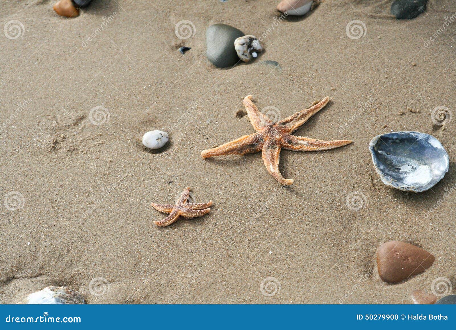 Pebbels and Seastar on Beach Sand Stock Photo - Image of small, sand ...