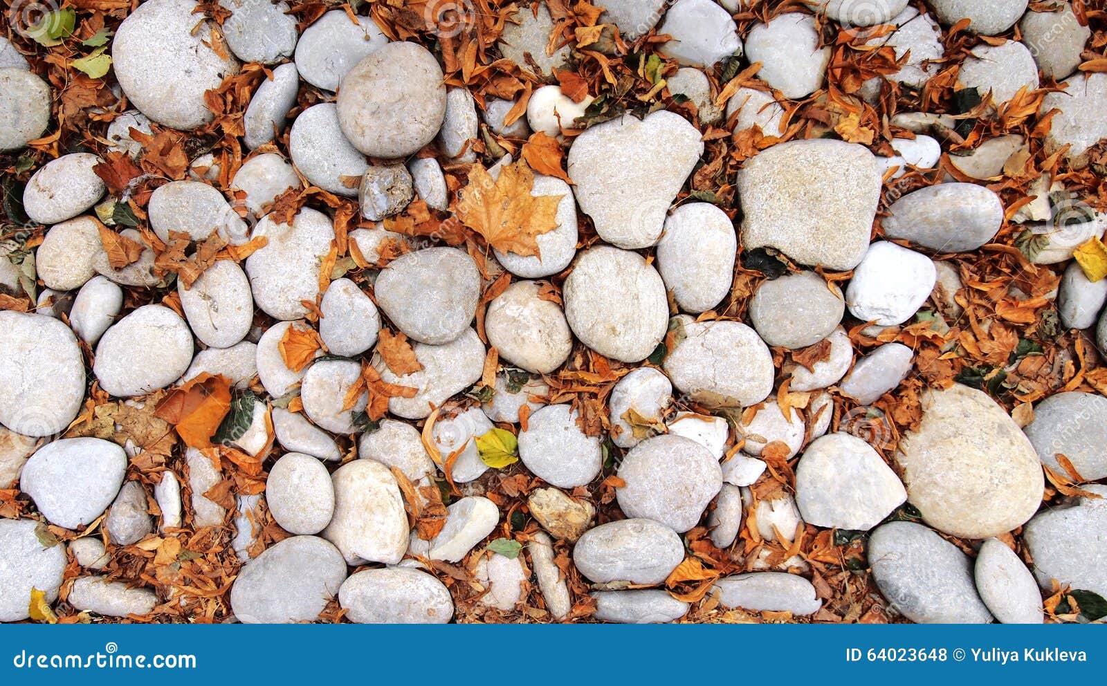 Pebble background stock photo. Image of autumn, foliage - 64023648