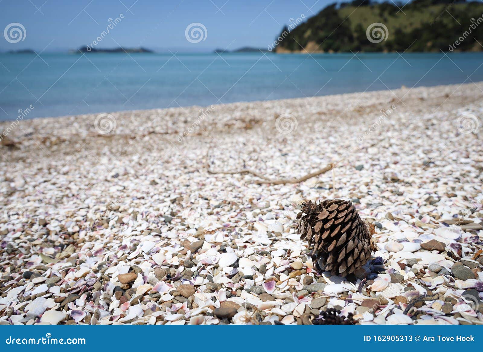 Pebble beach cone stock image. Image of island, pine - 162905313
